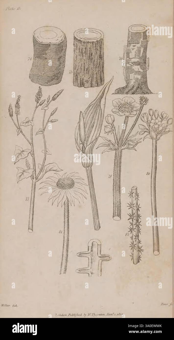 Different cross sections of tree trunks hi-res stock photography and ...
