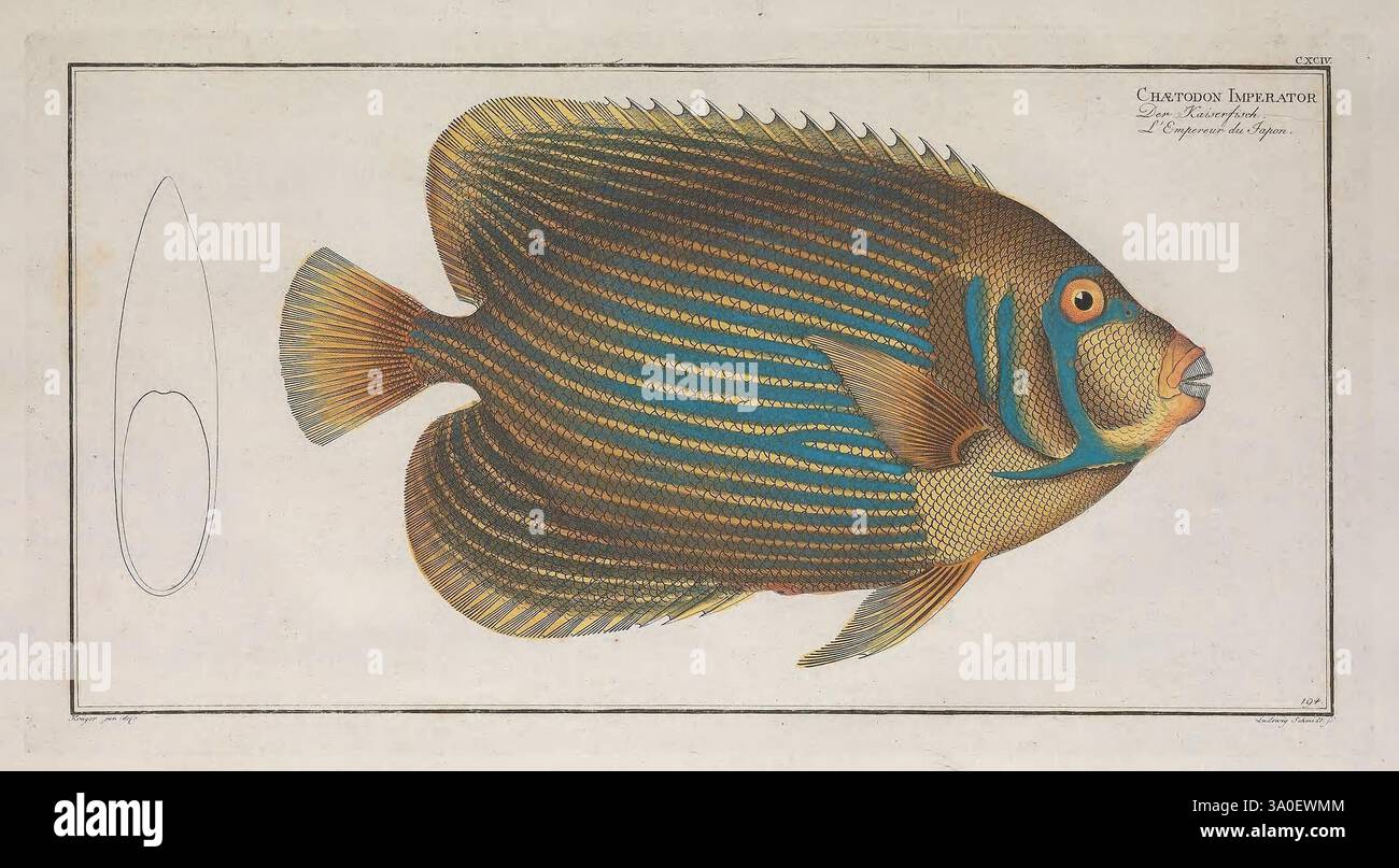 Cantharus indicus hi-res stock photography and images - Alamy