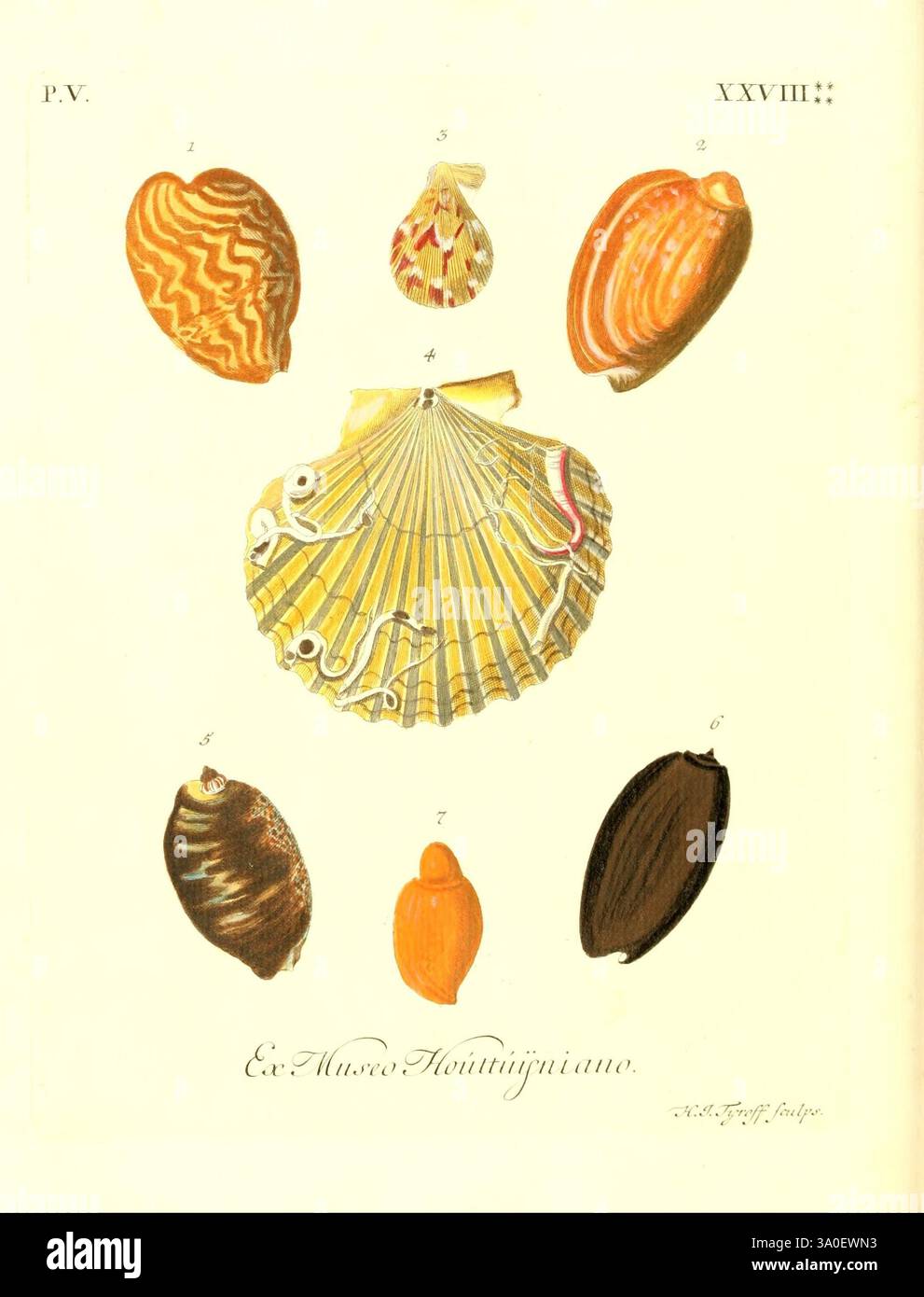 Shells in diverse forms hi-res stock photography and images - Alamy