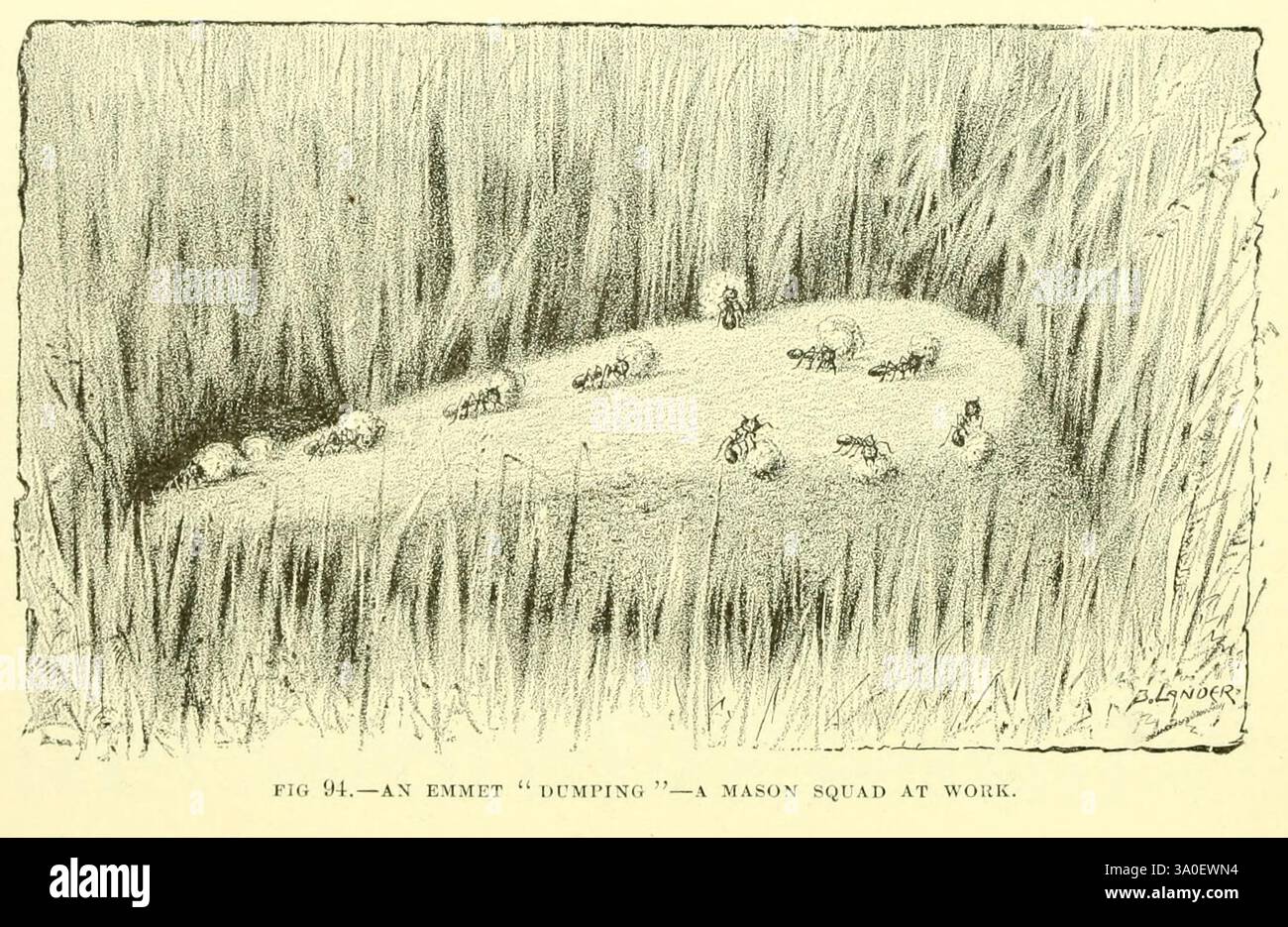 Complexity of life forms hi-res stock photography and images - Alamy