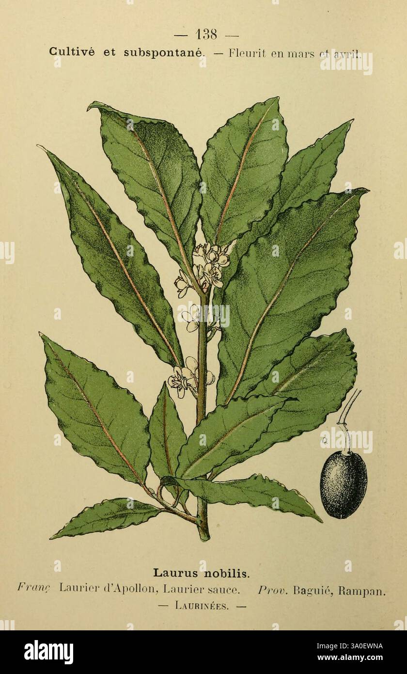 Flore coloriée de poche du littoral méditerranéen de Gênes à Barcelone ...