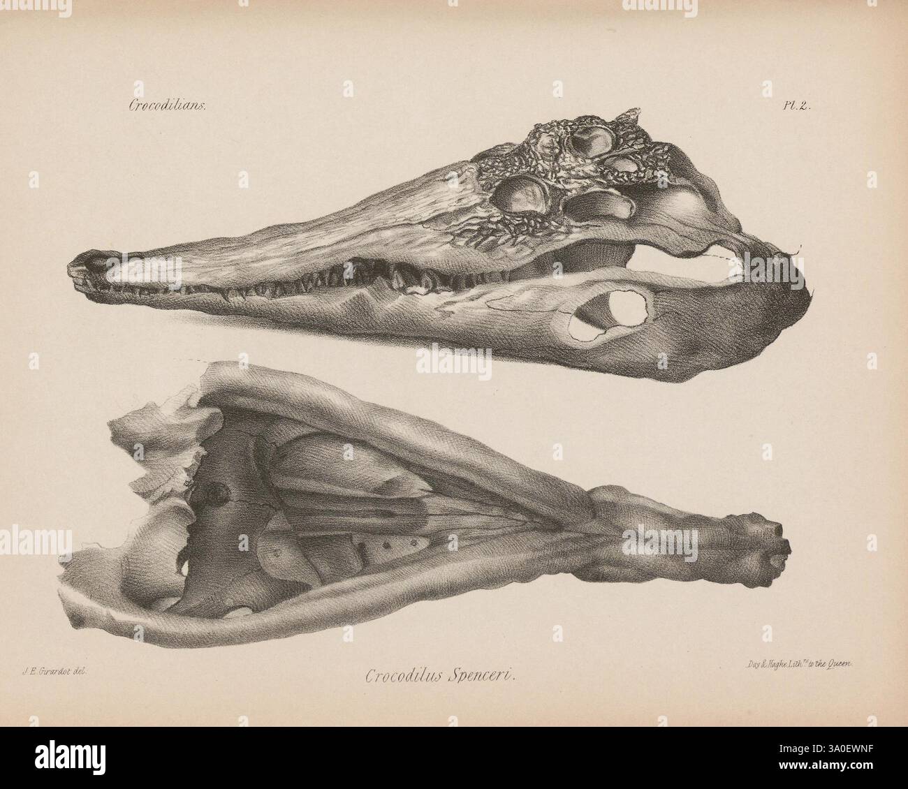 A history of British fossil reptiles, London, Cassell & Company Limited ...