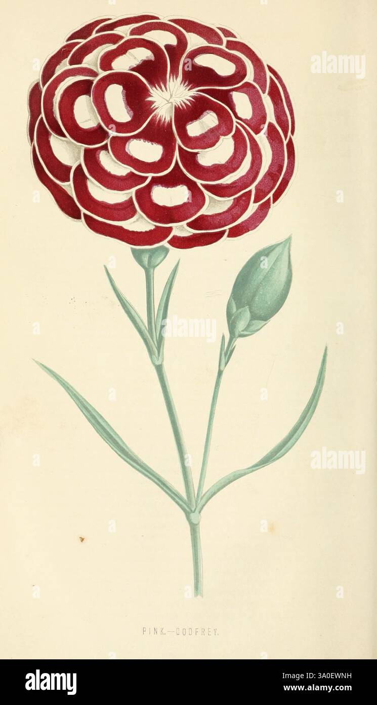 Natural progression of blooming hi-res stock photography and images - Alamy