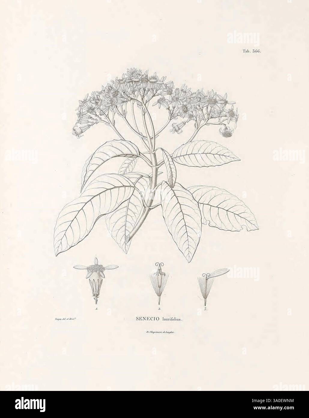 The illustration features a detailed depiction of the Kenilworth Ivy ...