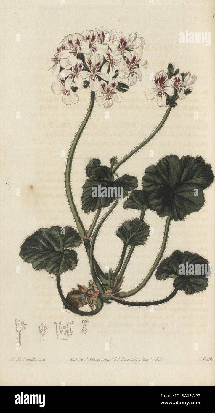 Geraniaceae, London, Printed for James Ridgway, Piccadilly, 1820-1830 ...