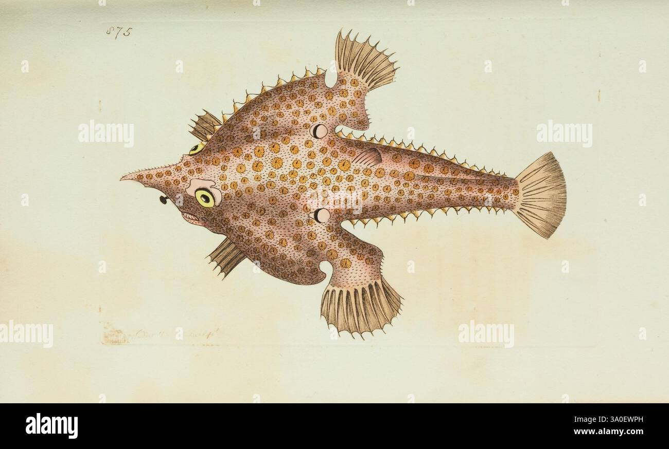 Prominent fin structures extend hi-res stock photography and images - Alamy