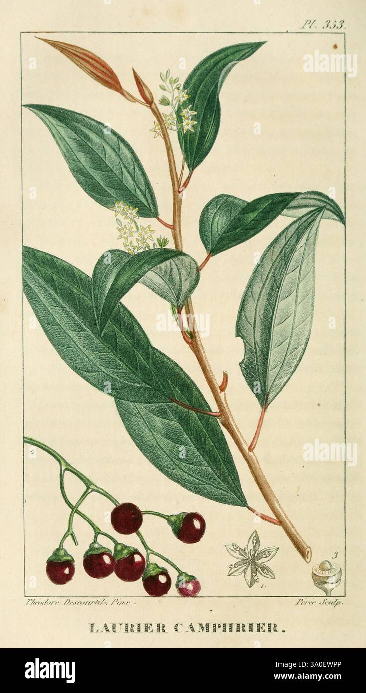 Flore pittoresque et médicale des Antilles Paris Pichard 1821-1829 ...