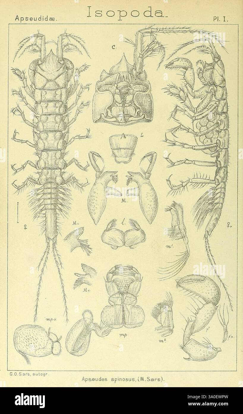 Class isopoda hi-res stock photography and images - Alamy