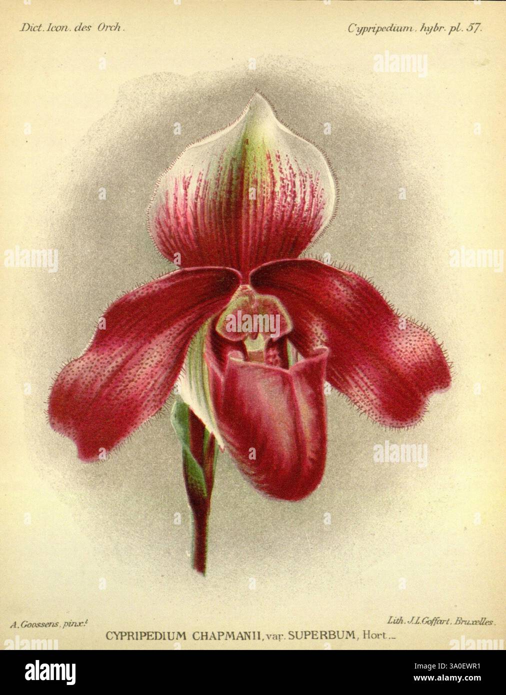 Dictionnaire iconographique des orchidees, 1896-1907, botany ...