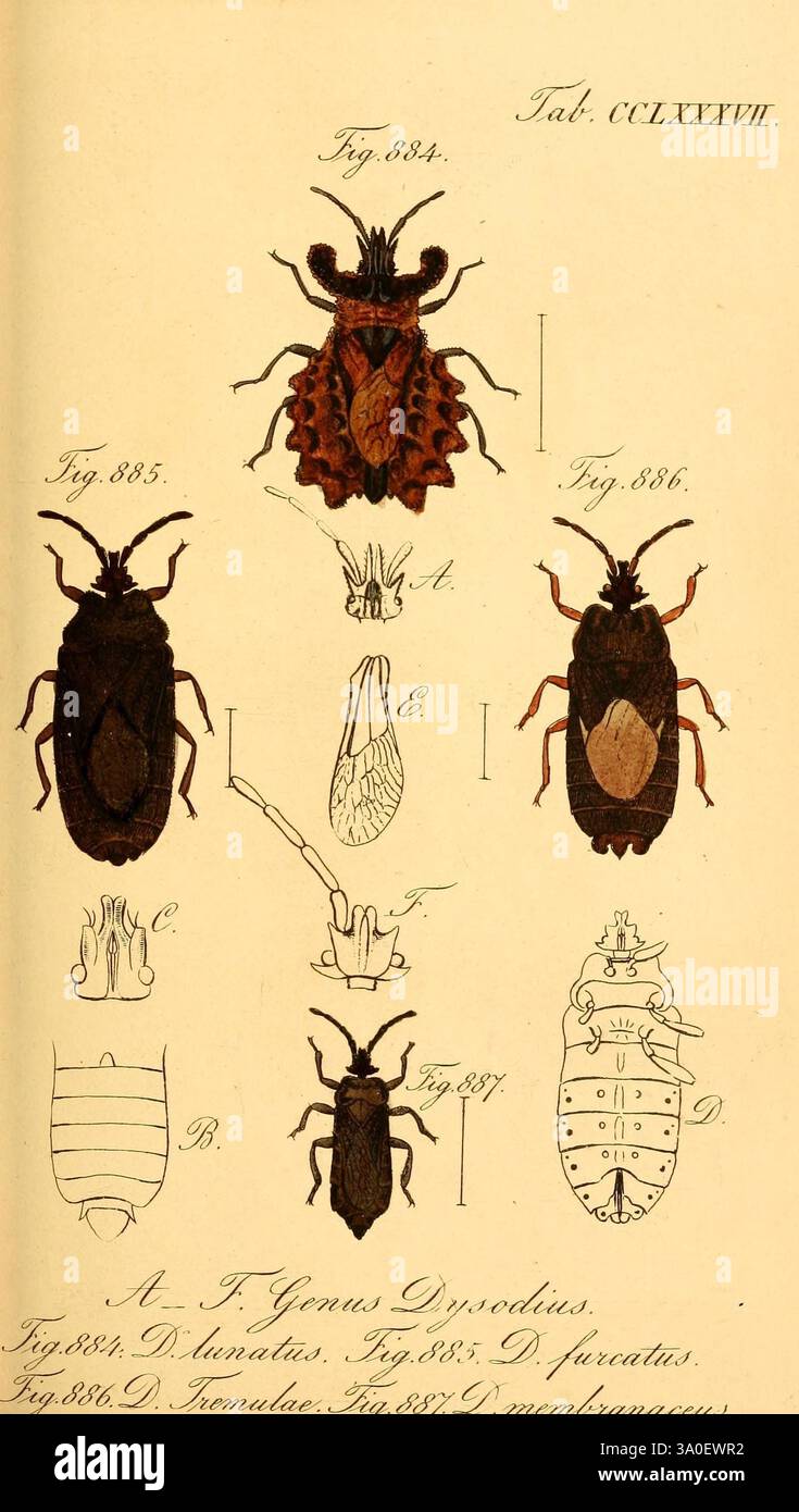 Die wanzenartigen Insecten, Nürnberg, In der C.H. Zeh'schen Buchhandlung, 1831-1853, Hemiptera ...