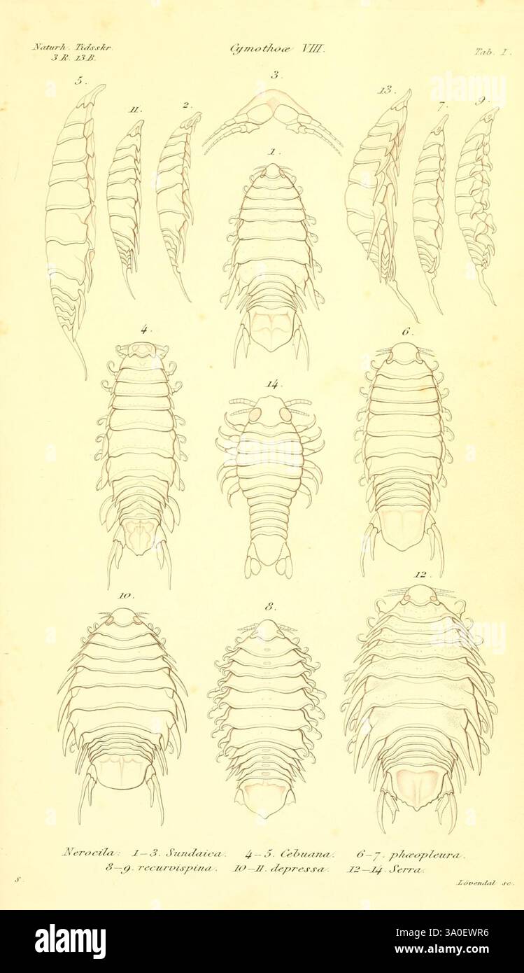 Symbolæ, ad, monographiam, Cymothoarum, Crustaceorum, Isopoda, familia ...