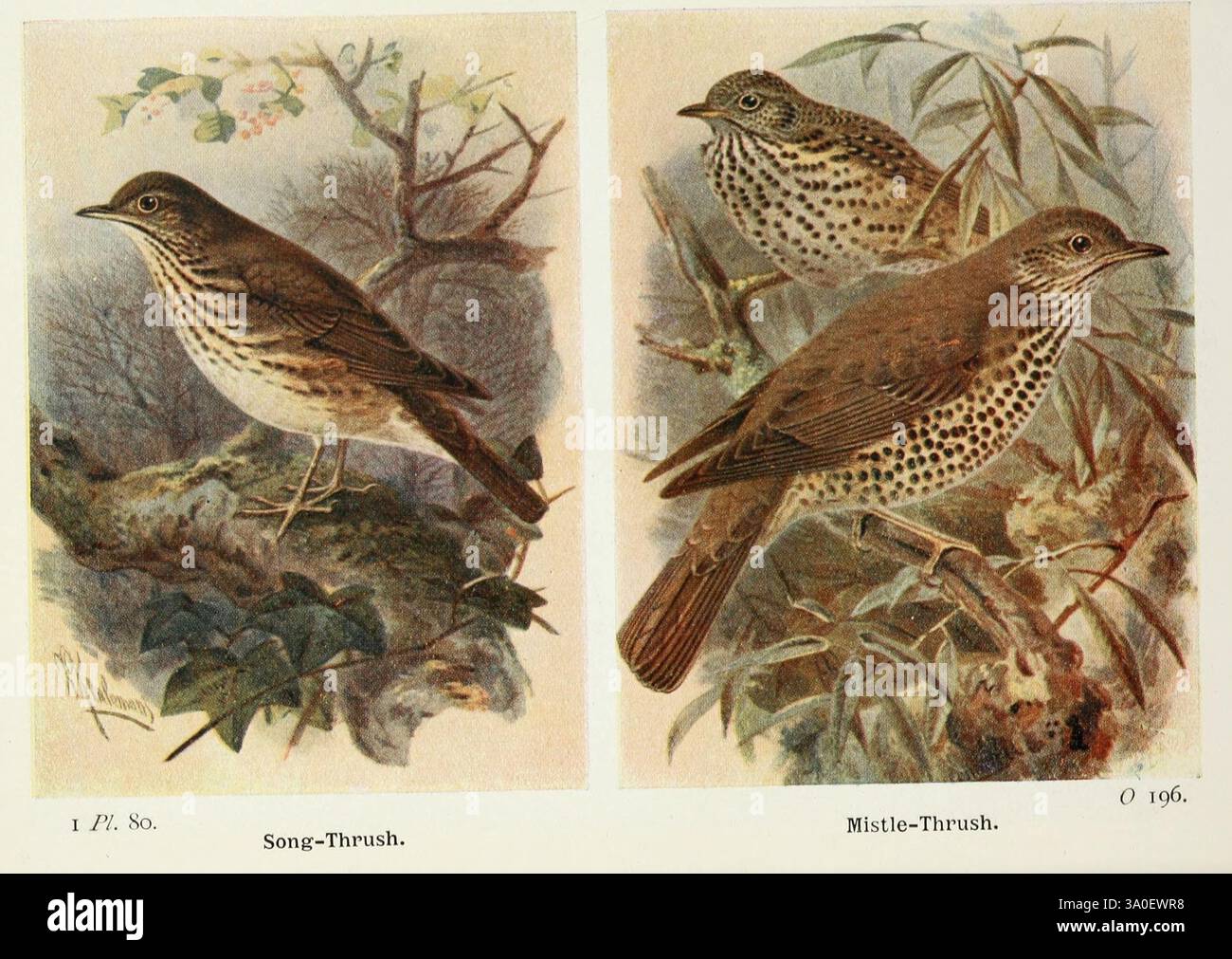 Two distinct birds prominently hi-res stock photography and images - Alamy