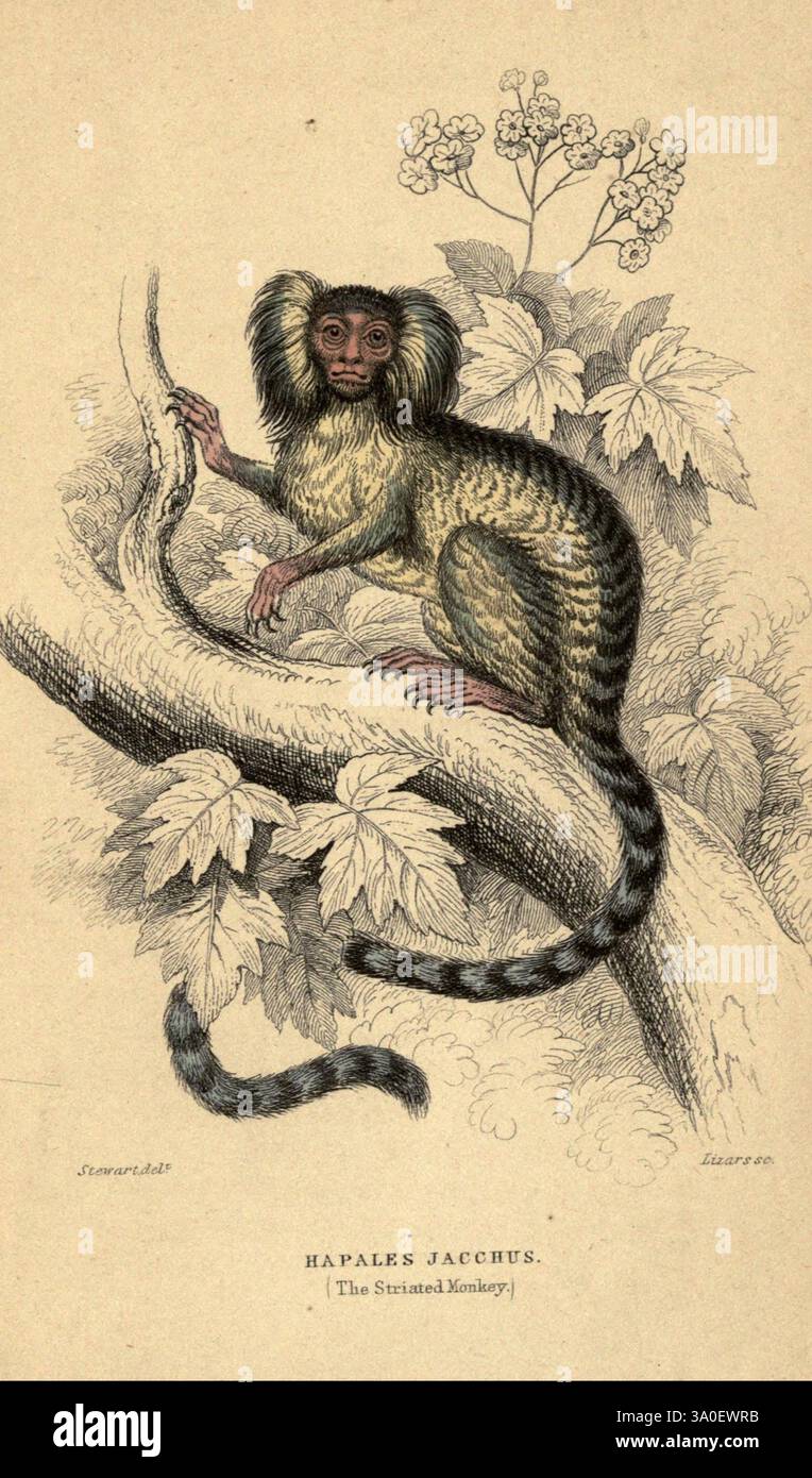 Monkeys Edinburgh W.H. Lizars etc. 1846, A striking illustration of a ...