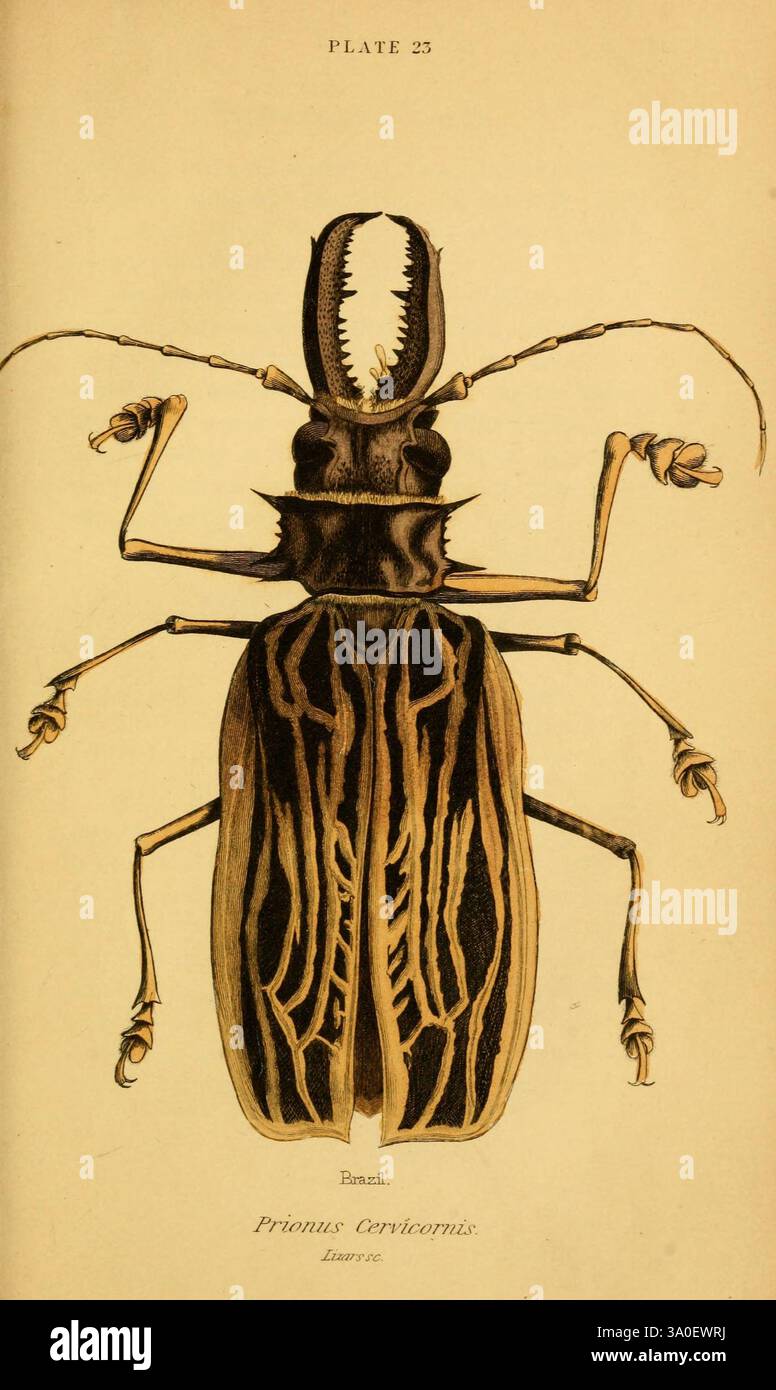 Scientific representation of entomological study hi-res stock ...