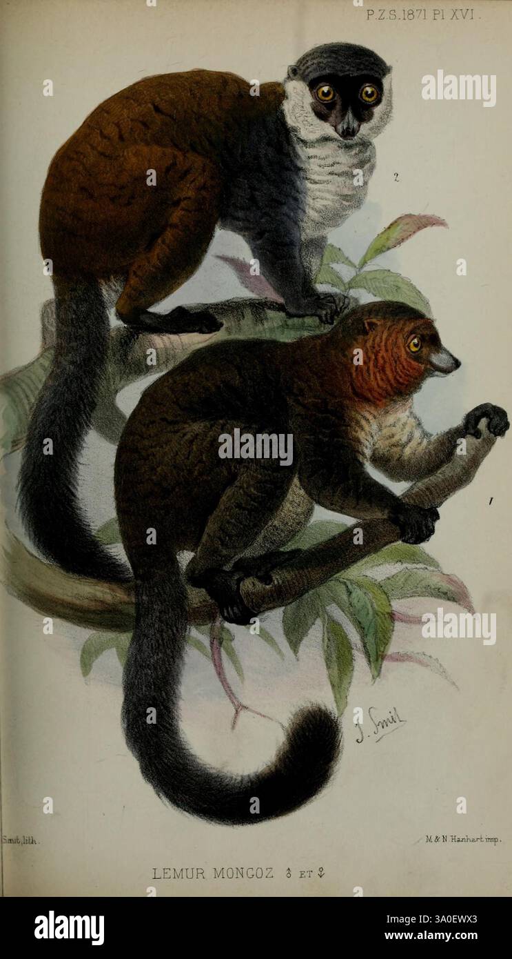 Upper lemur features hi-res stock photography and images - Alamy