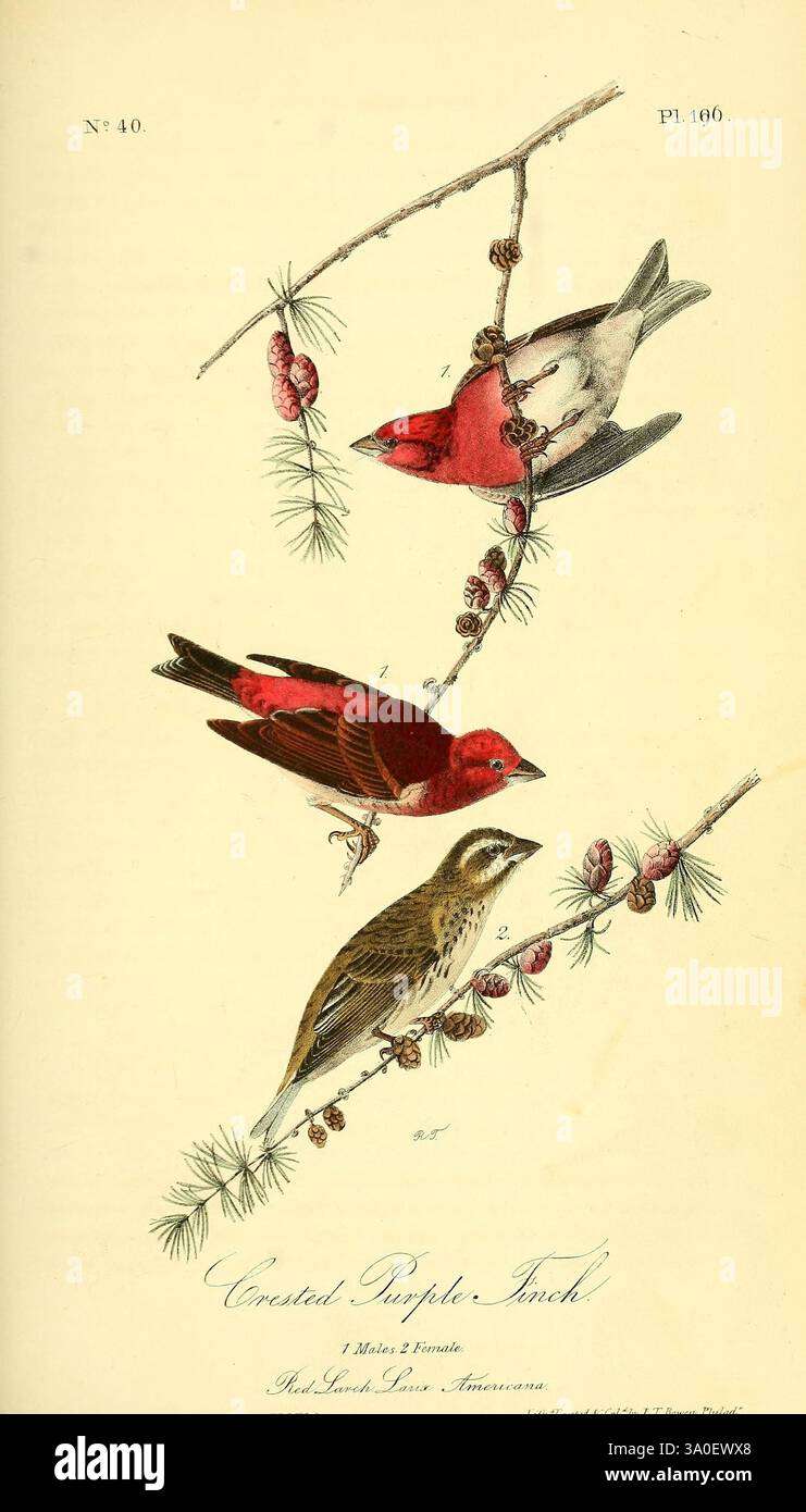Illustration features three crested purple finches hi-res stock ...