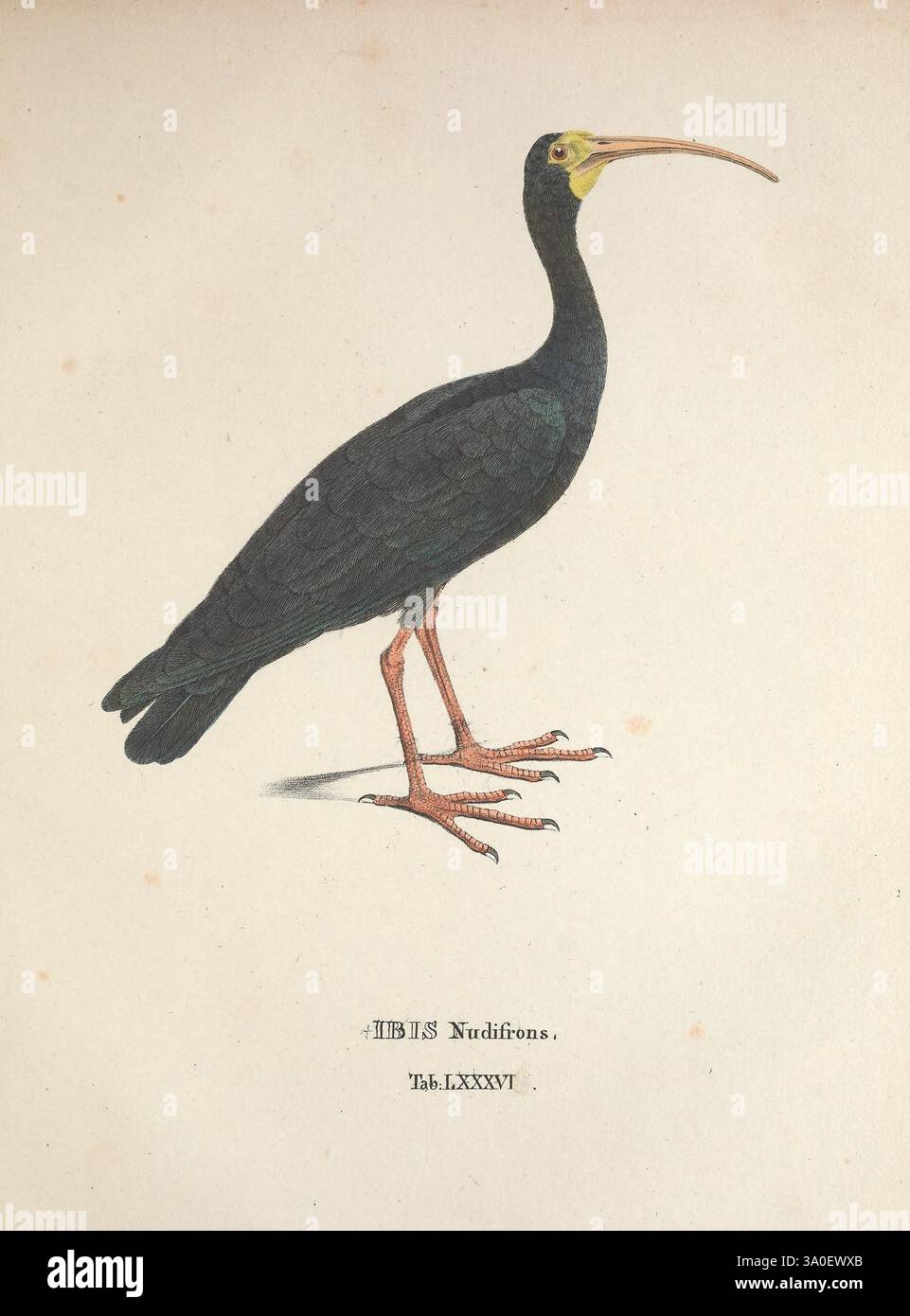 Ibis nudifrons hi-res stock photography and images - Alamy