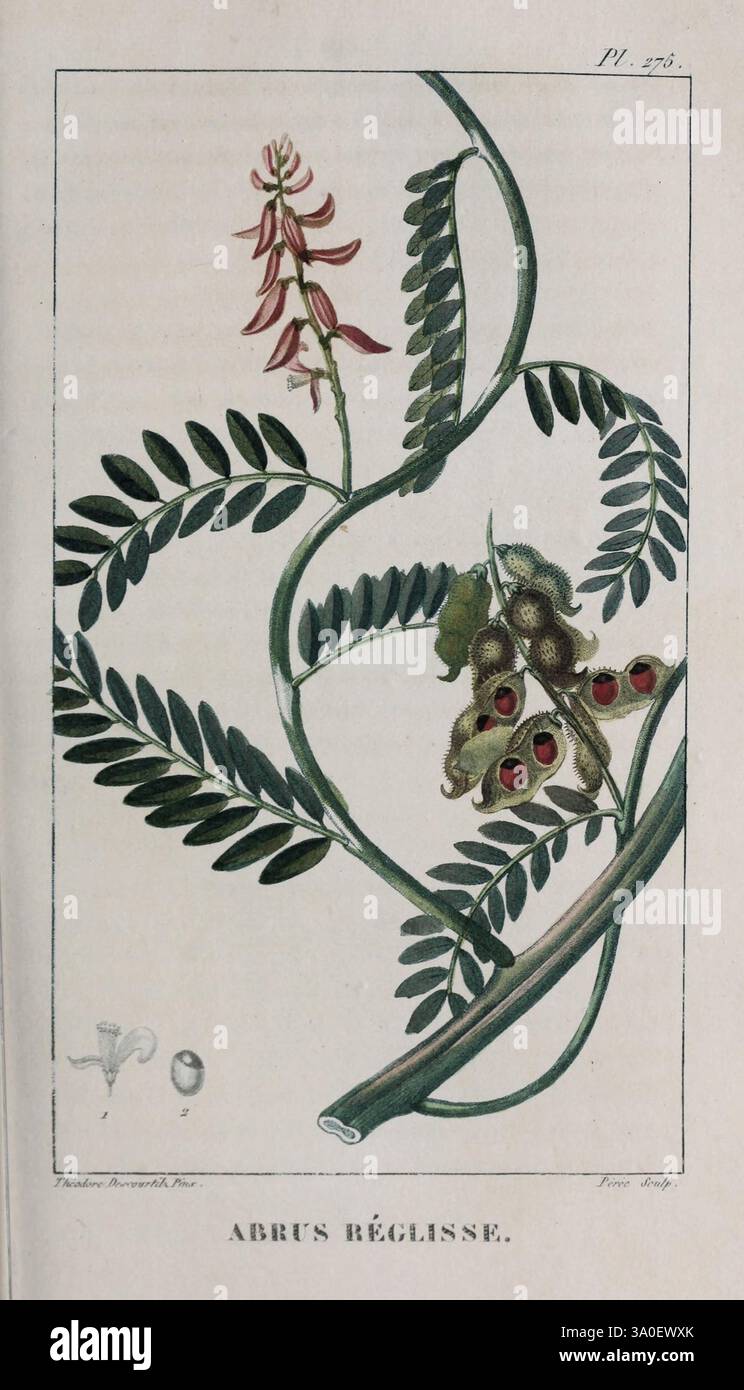 Abrus precatorius plant hi-res stock photography and images - Alamy