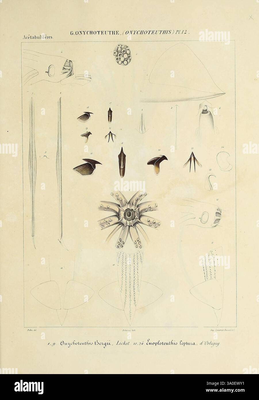 Predominantly cephalopods hi-res stock photography and images - Alamy