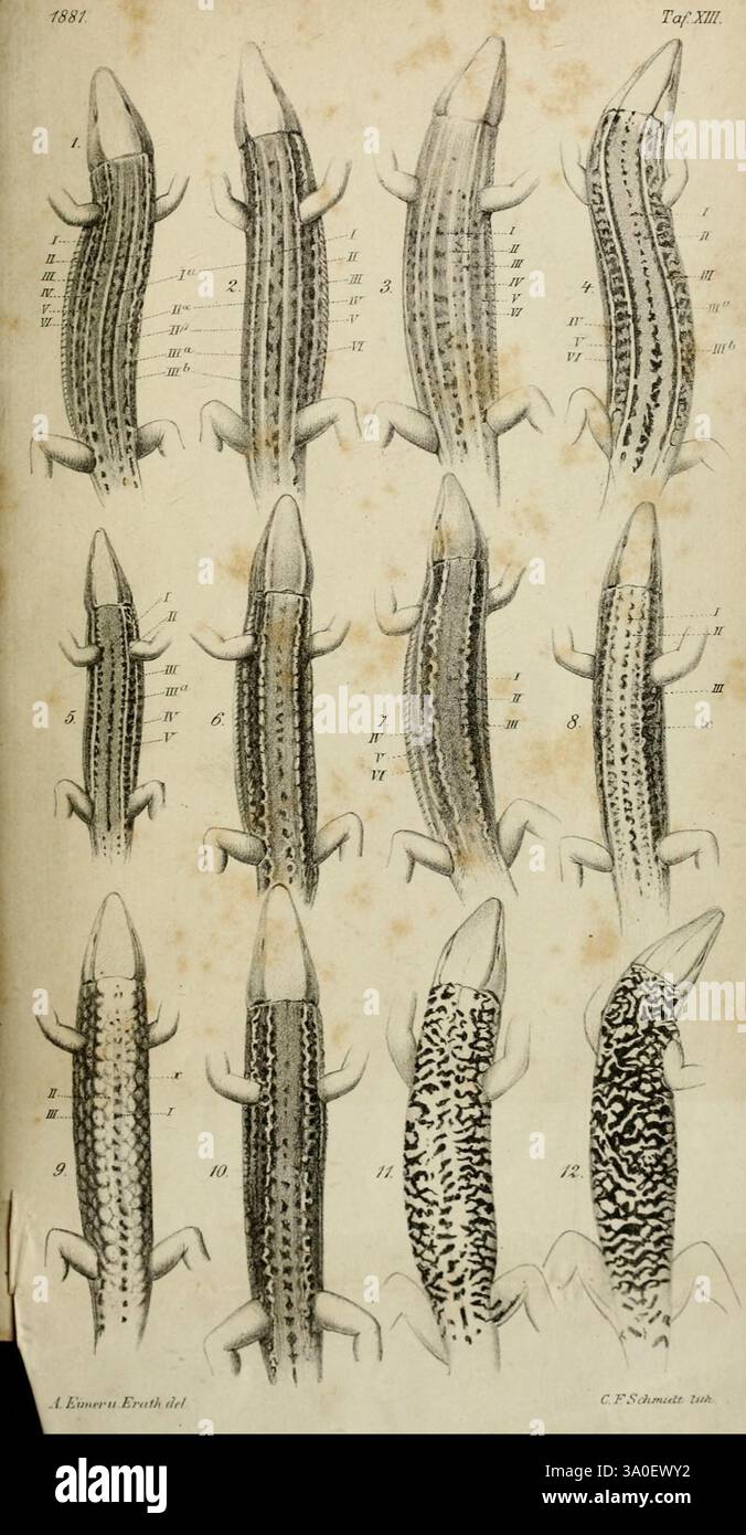 Untersuchungen über das Variieren der Mauereidechse, Berlin ...