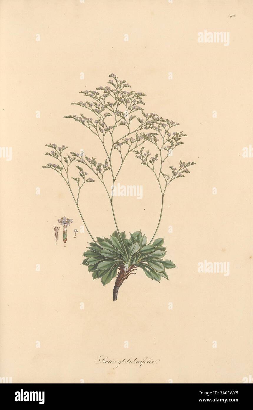 Flora Graeca, sive, Plantarum rariorum historia, quas in provinciis aut ...