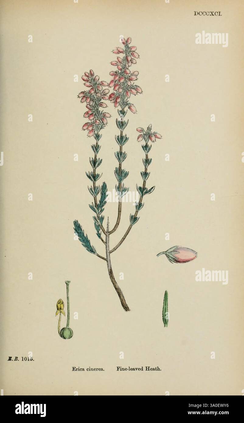A botanical illustration depicting *Erica cinerea*, commonly known as ...