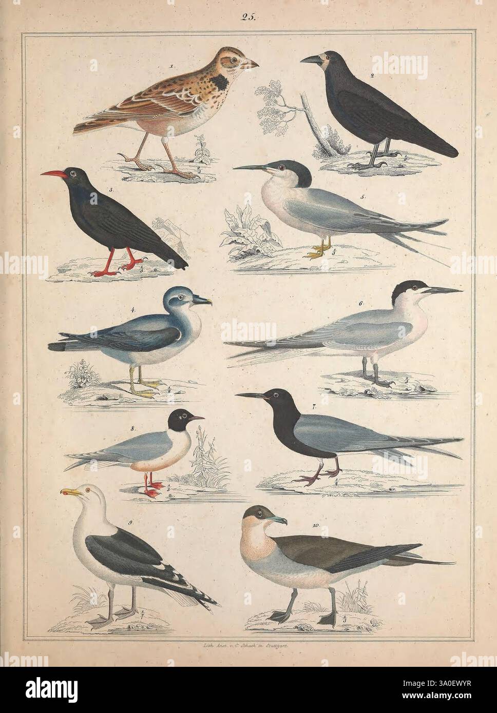 Remaining two birds hi-res stock photography and images - Alamy