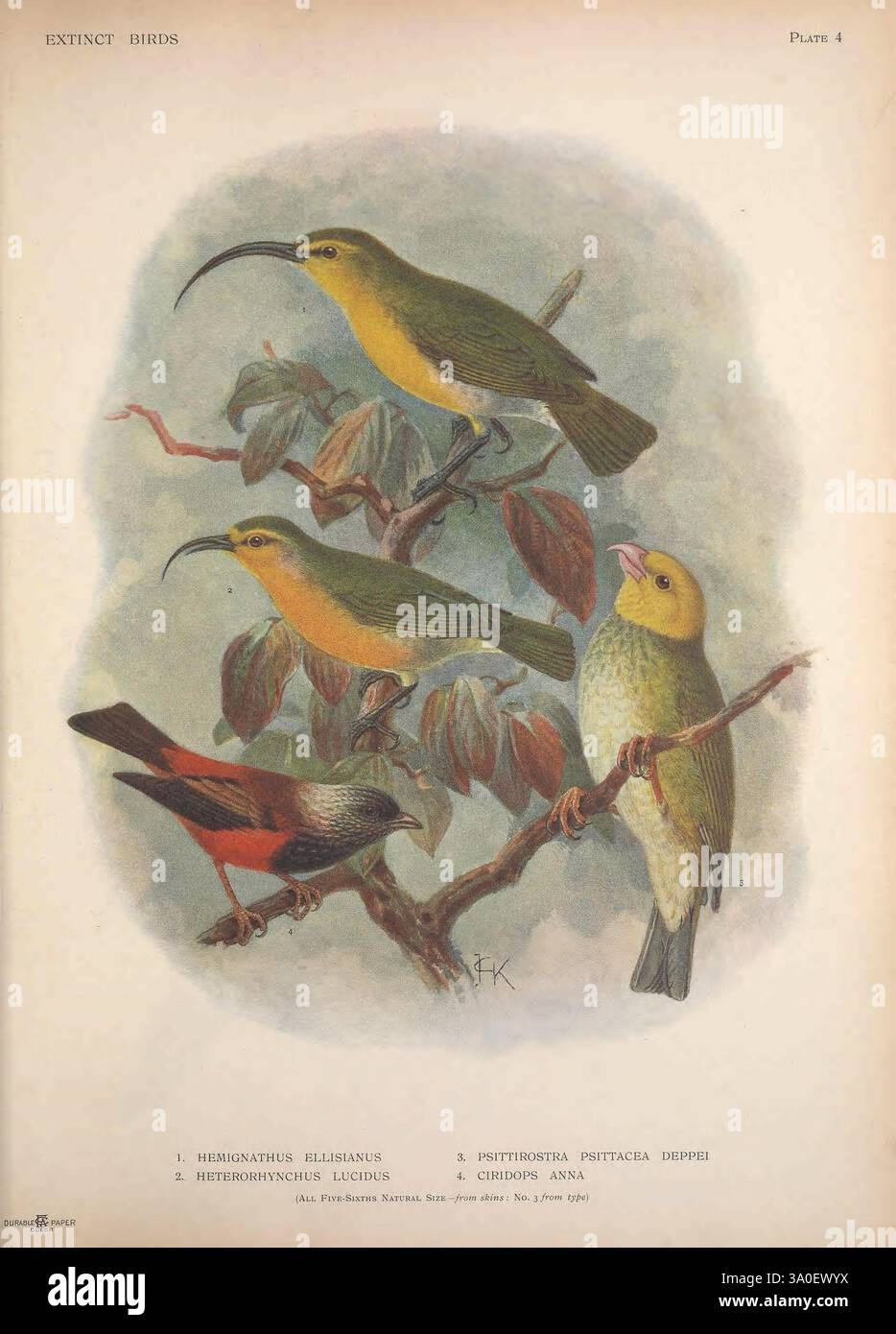 Variety of extinct birds hi-res stock photography and images - Alamy