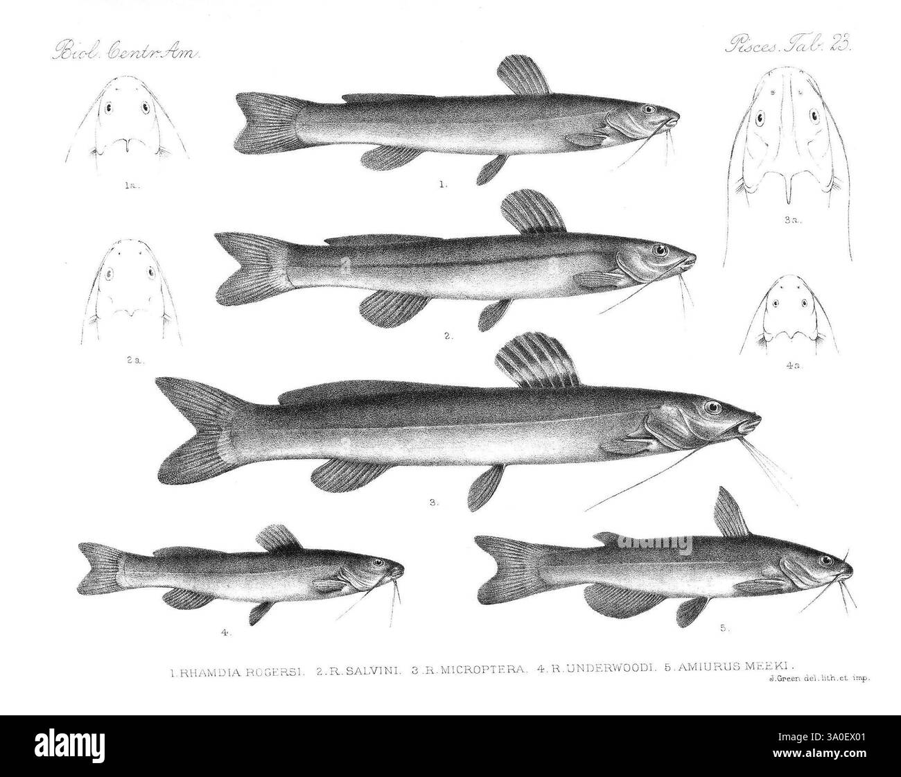 Fish species representation Cut Out Stock Images & Pictures - Alamy