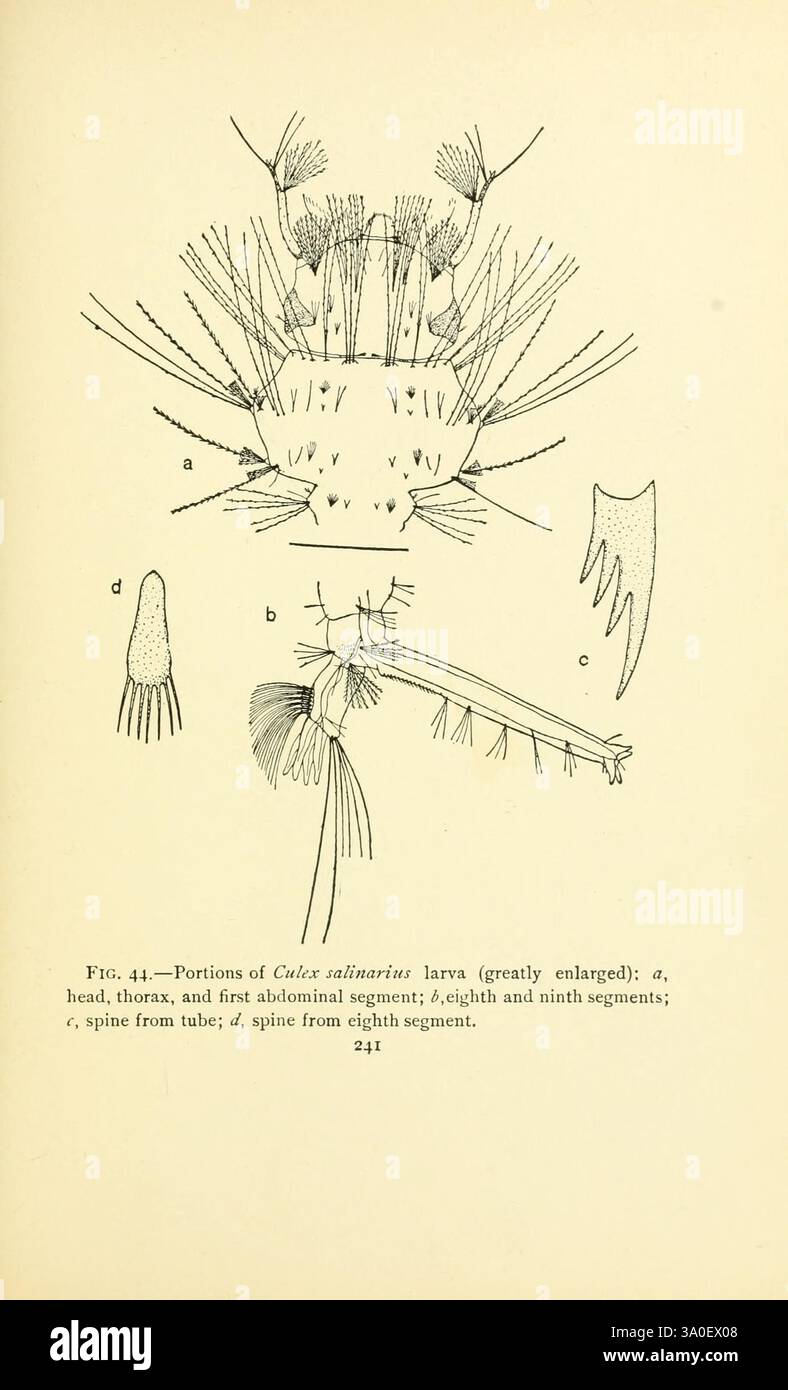 Mosquito, Life, New York, G. P. Putnams sons, 1907, mosquito, insects ...