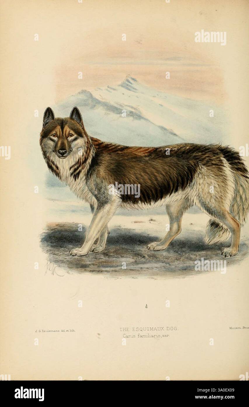 Porter 1890 canidae university toronto canis familiaris hi-res stock ...