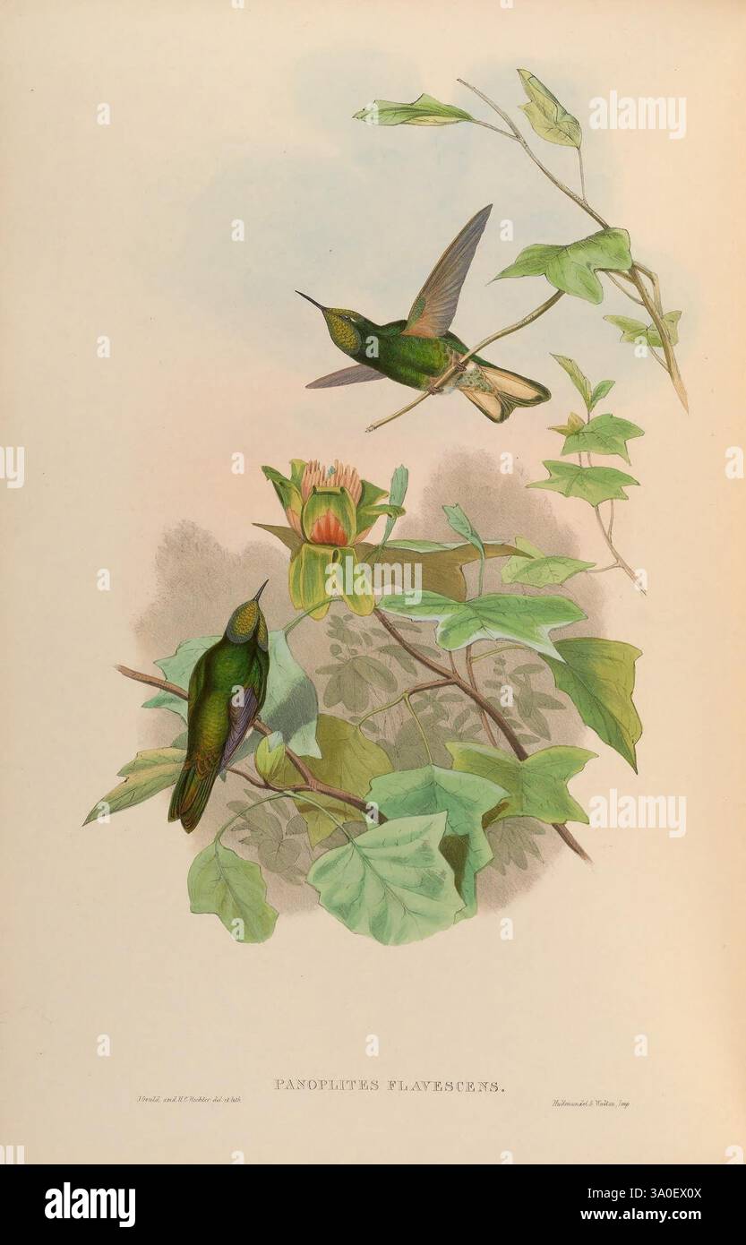 A monograph of the Trochilidae, or family of humming-birds, London ...
