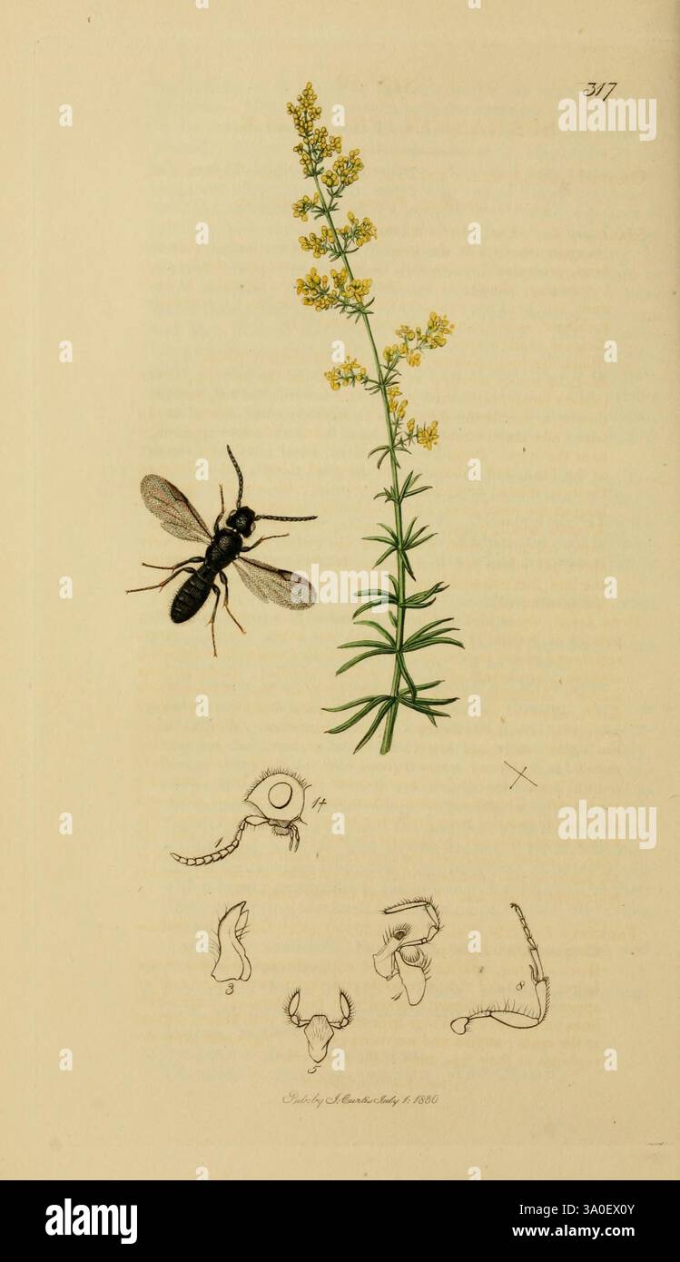 Detailed sketches of various small insects hi-res stock photography and ...