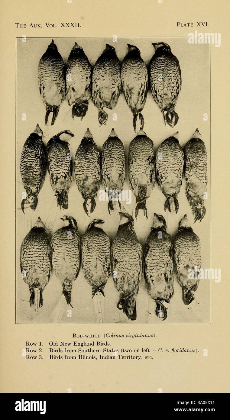 Top row features birds identified hi-res stock photography and images ...