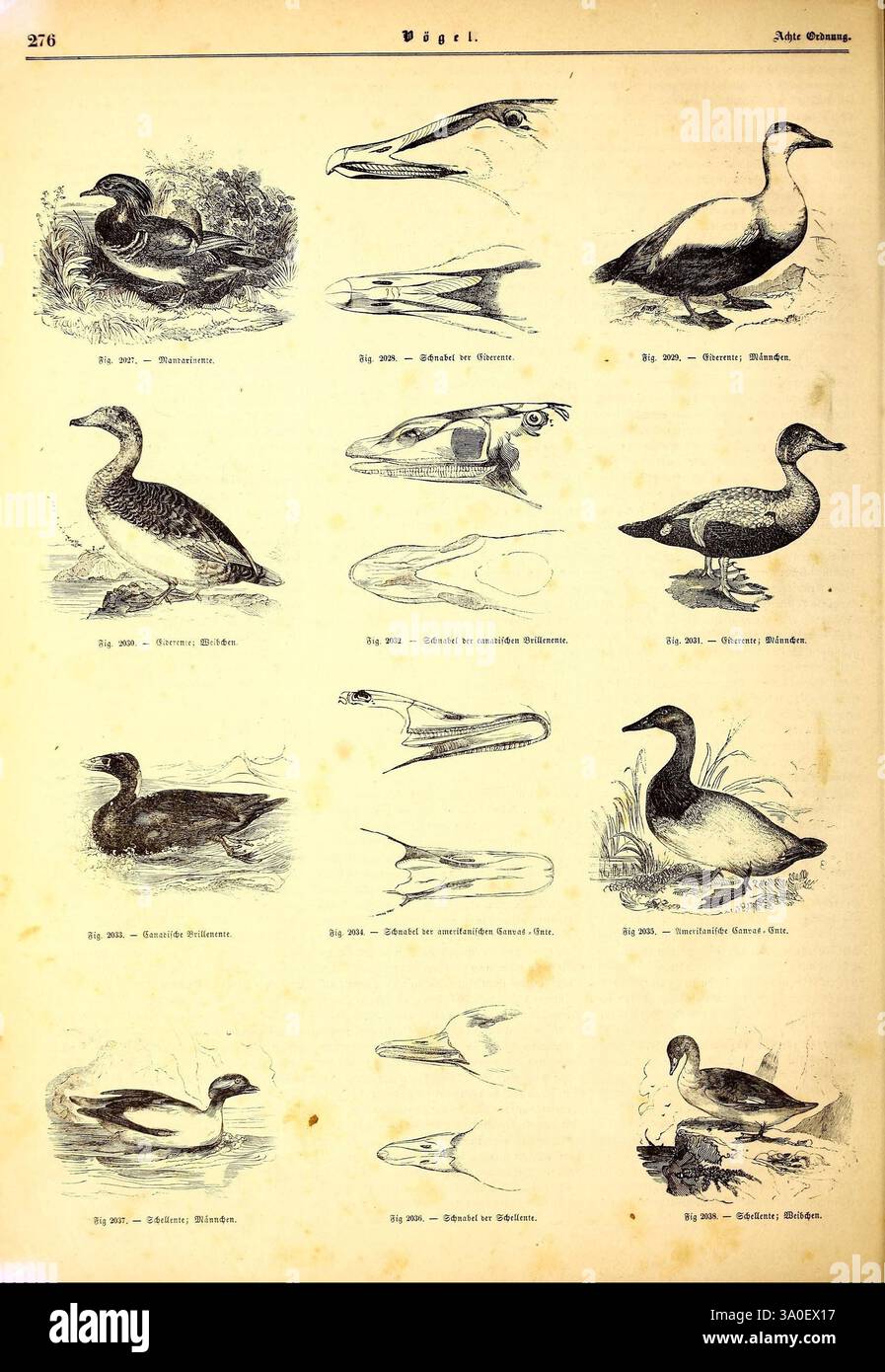 Weber 1848 birds amphibians reptiles zoology hi-res stock photography ...