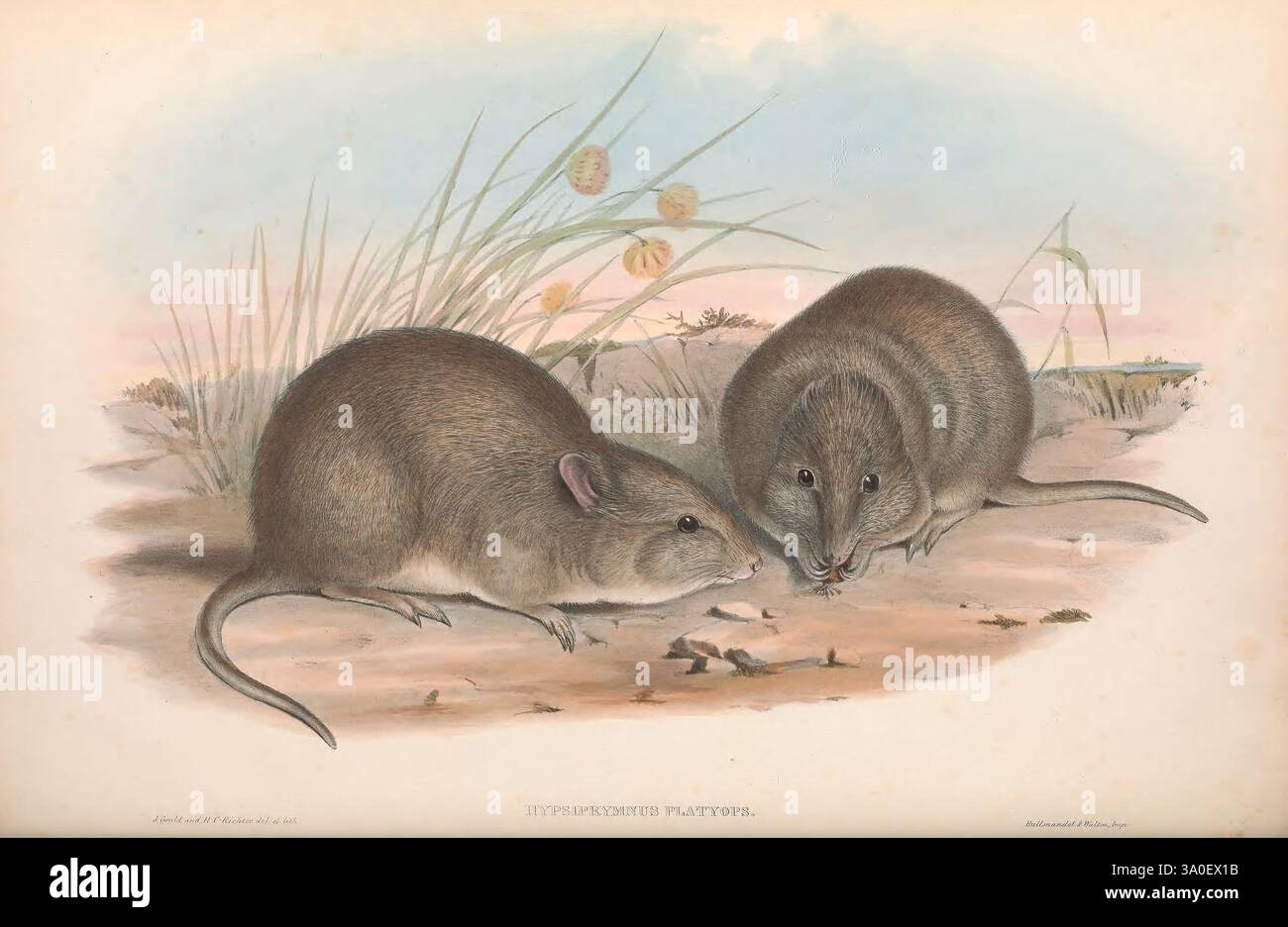 Broad faced potoroo hi-res stock photography and images - Alamy