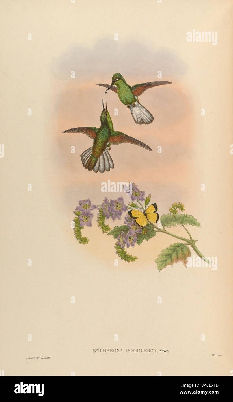 Vividly illustrated depiction of two hummingbirds hi-res stock ...