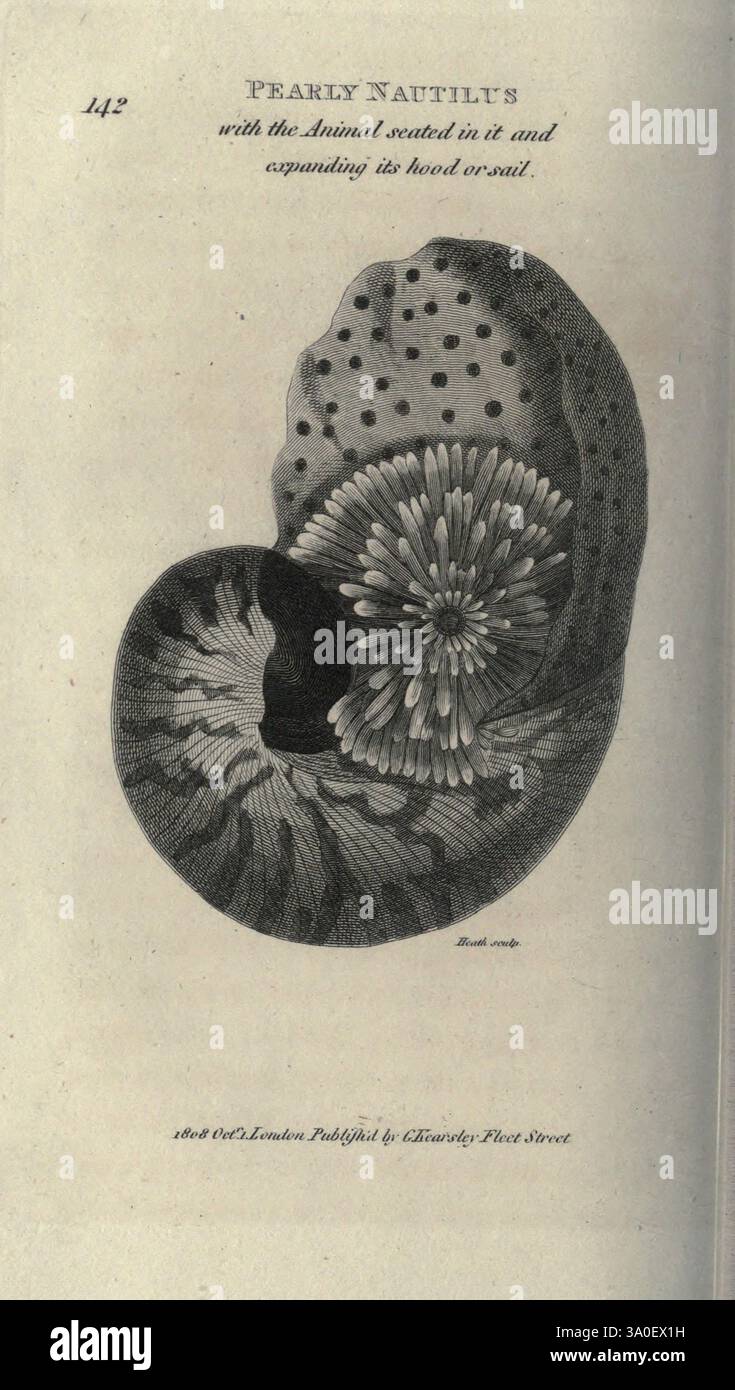 Nautiluss segmented chambers hi-res stock photography and images - Alamy