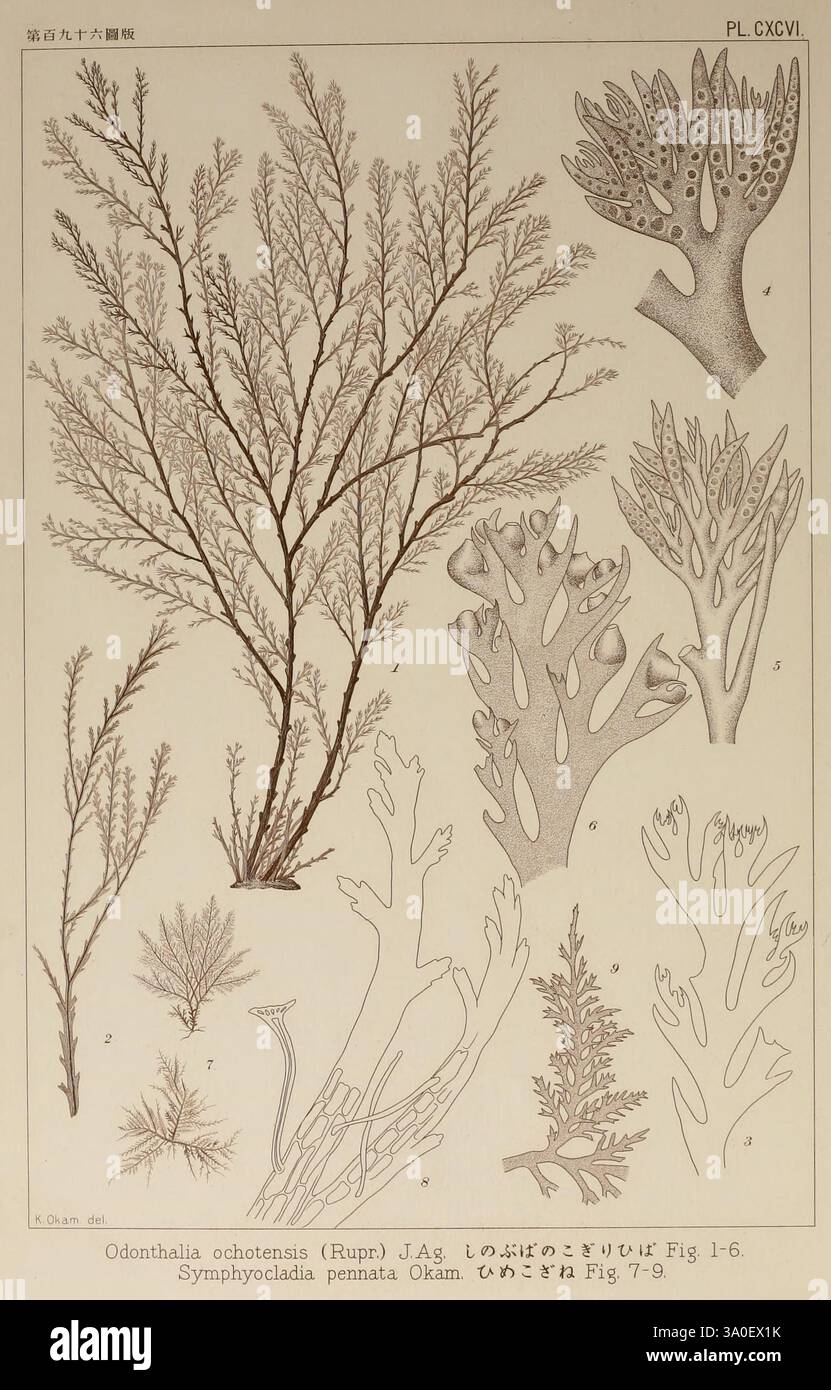 Icons of japanese algae tokyo kazamashobo 1907 1942 japan algae hi-res ...