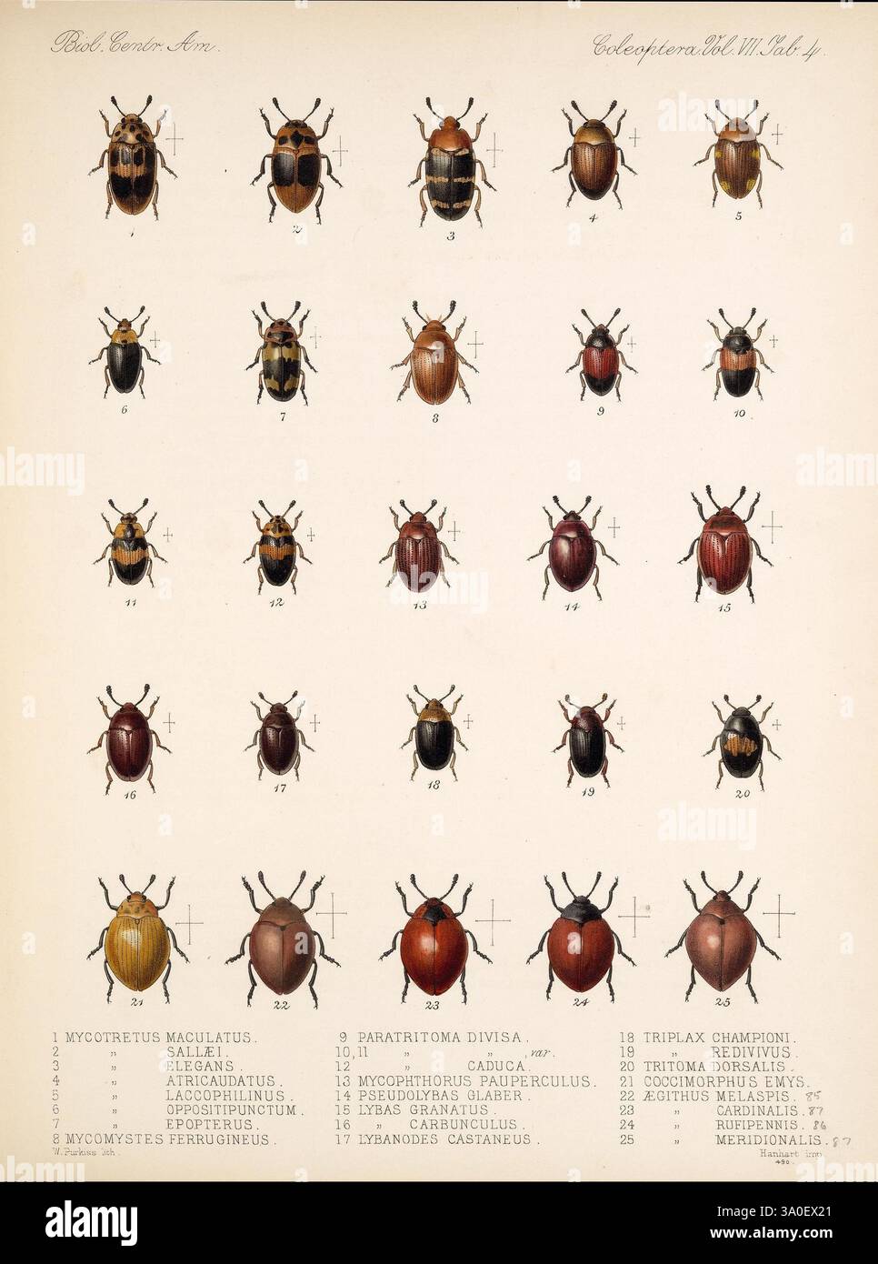 Total of 30 beetles hi-res stock photography and images - Alamy