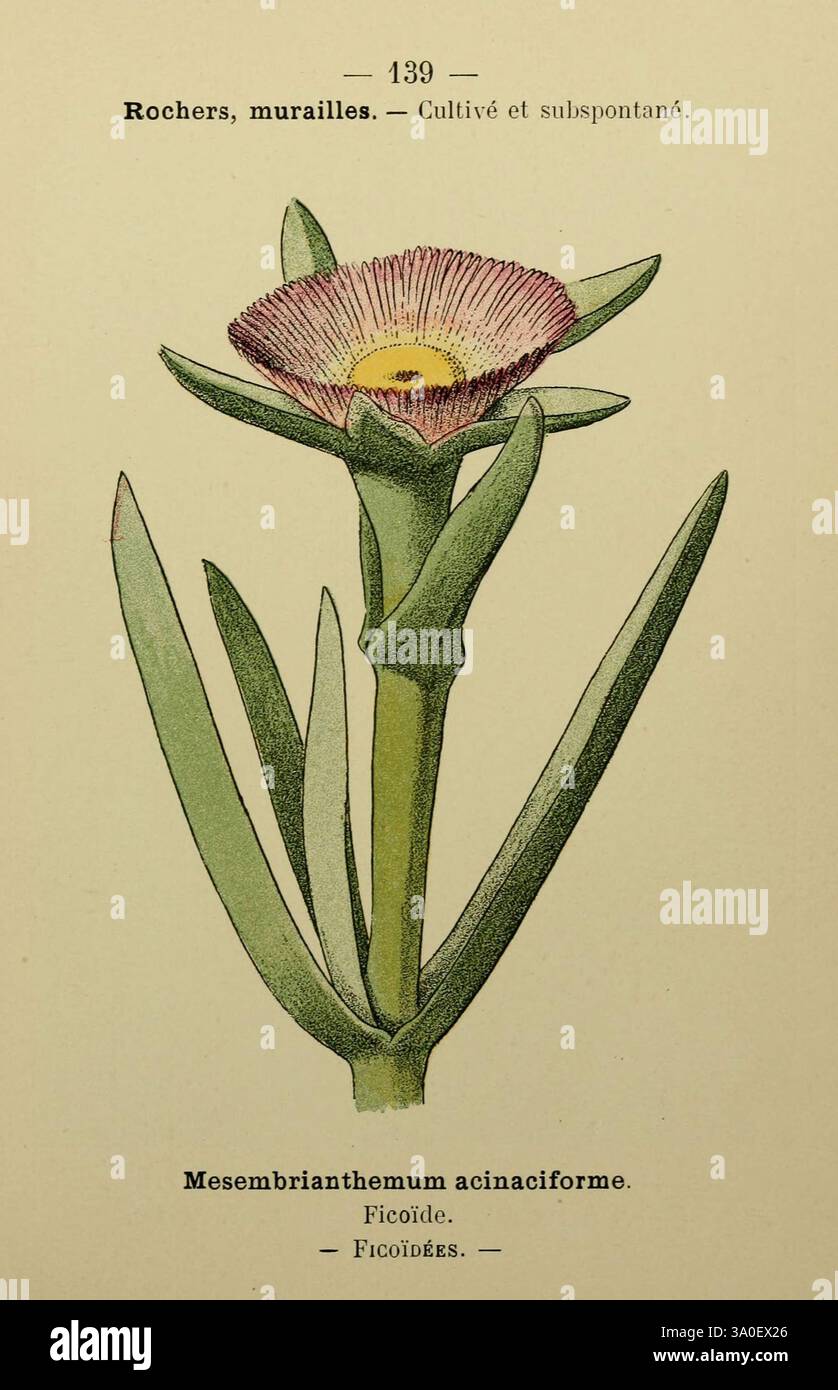 Flore coloriée de poche du littoral méditerranéen de Gênes à Barcelone ...