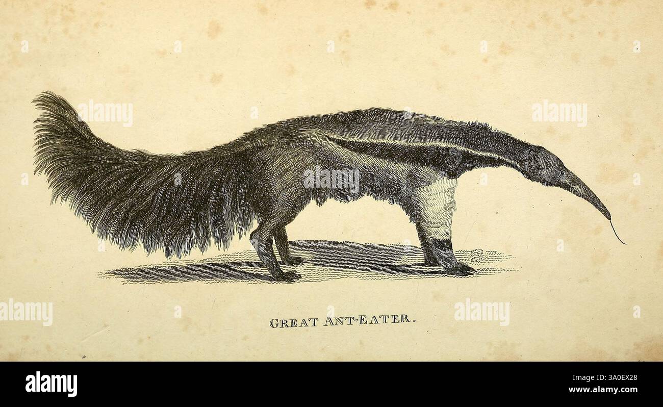 Great anteater in profile stance hi-res stock photography and images ...
