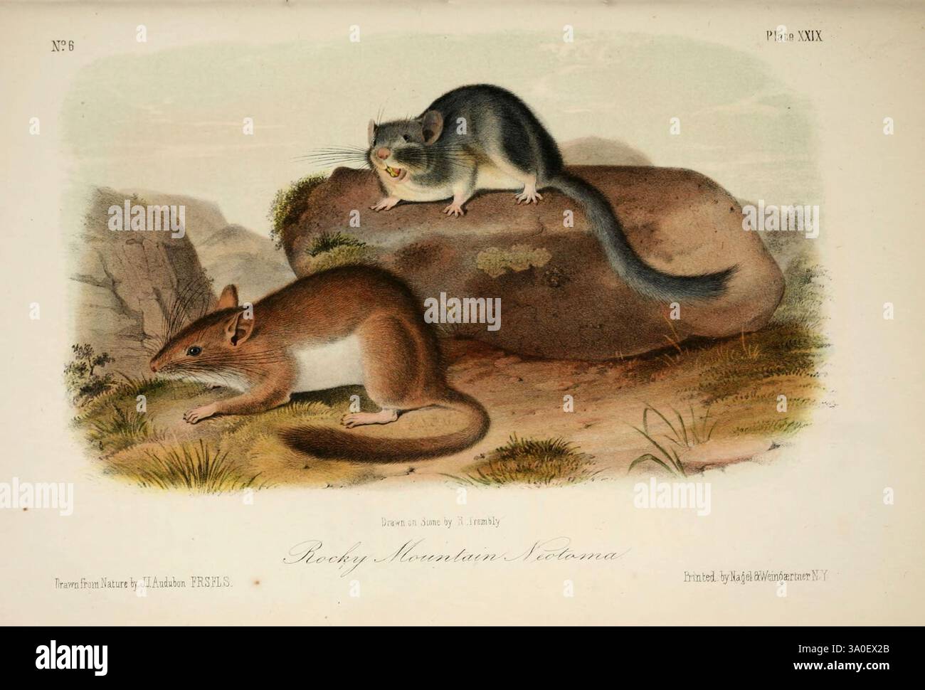 The quadrupeds of North America, v.1. New York, V.G. Audubon, 1851-54 ...