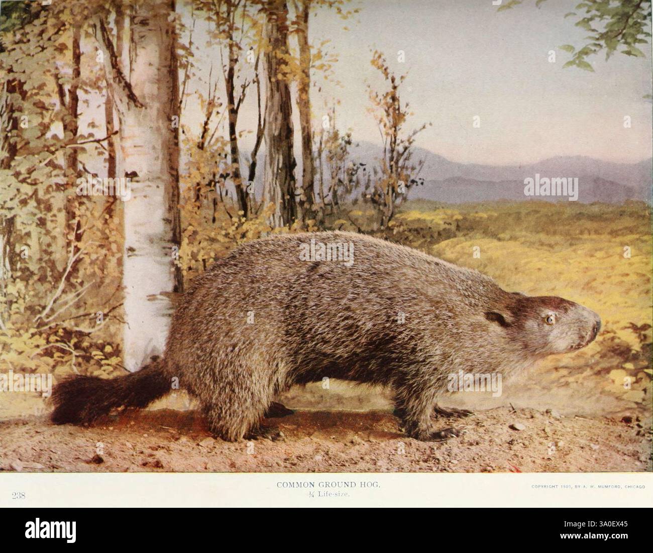 Nature, neighbors, v.5, Chicago, American Audubon Association [c1914 ...