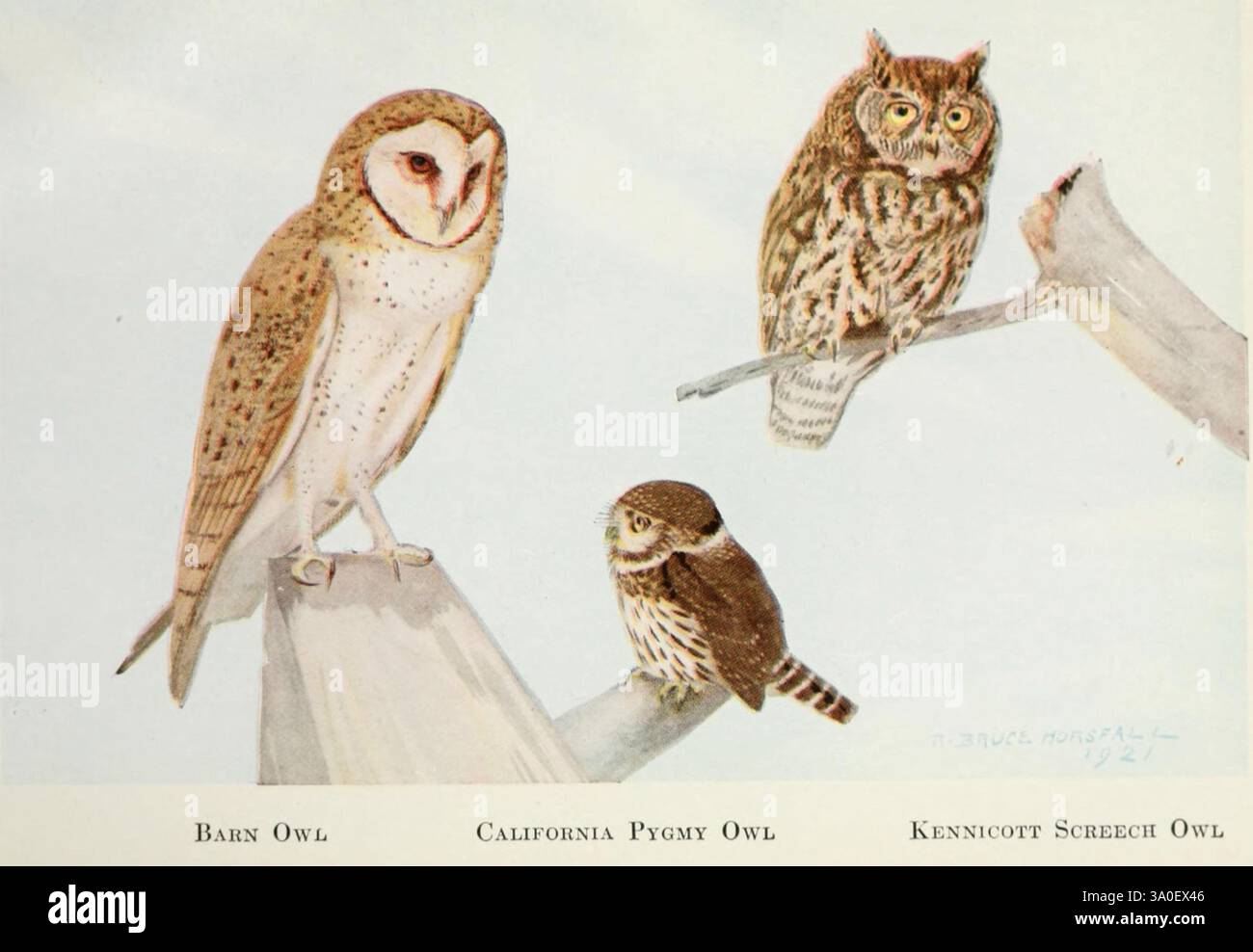 Kennicott screech owl displays hi-res stock photography and images - Alamy