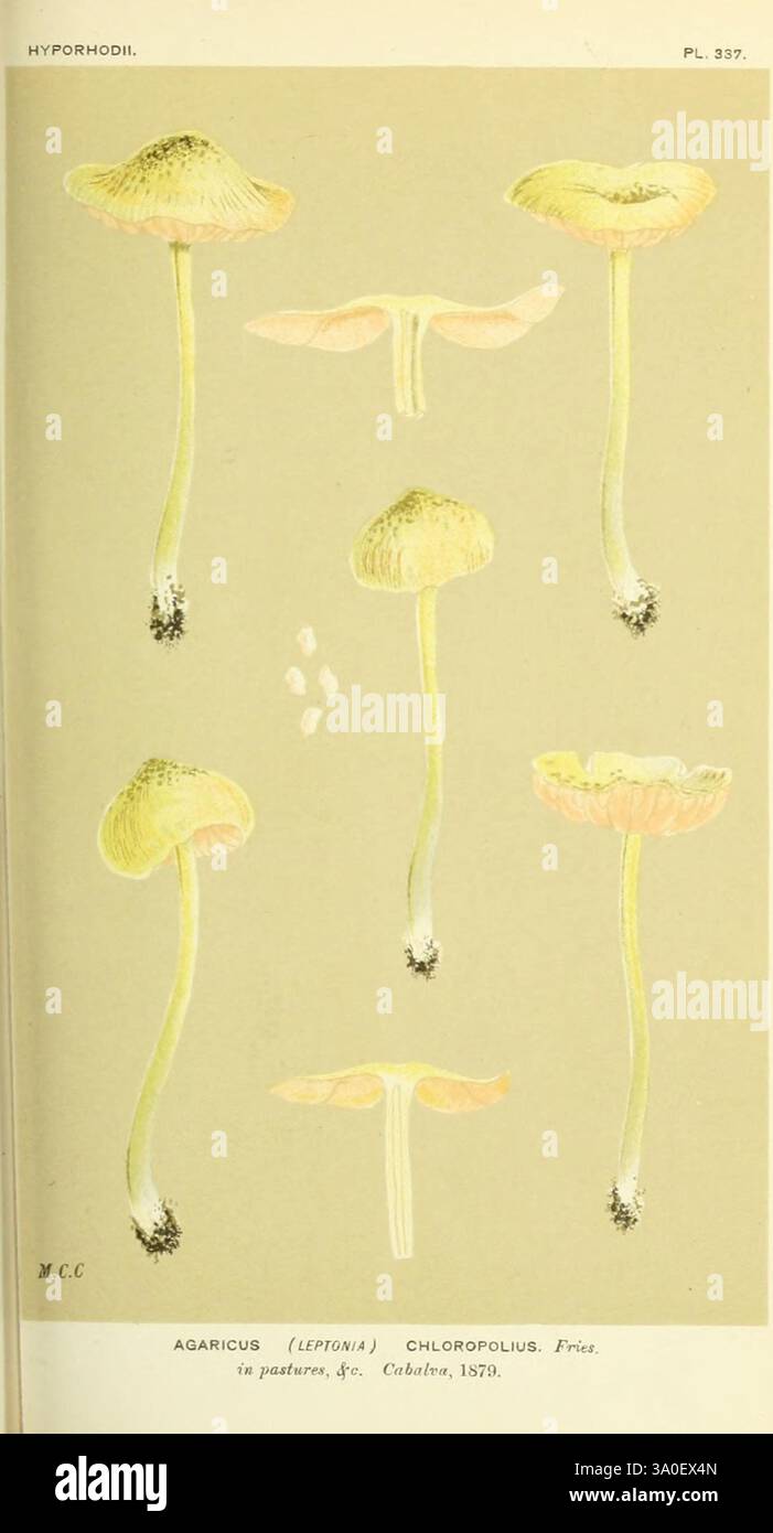 Various forms of agaricus mushrooms hi-res stock photography and images ...