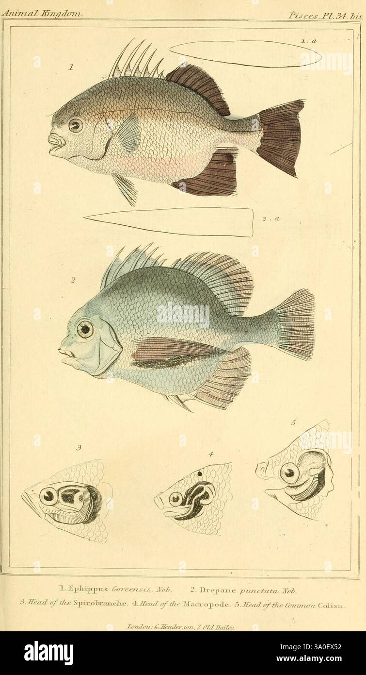Illustration showcases several species of fish hi-res stock photography ...
