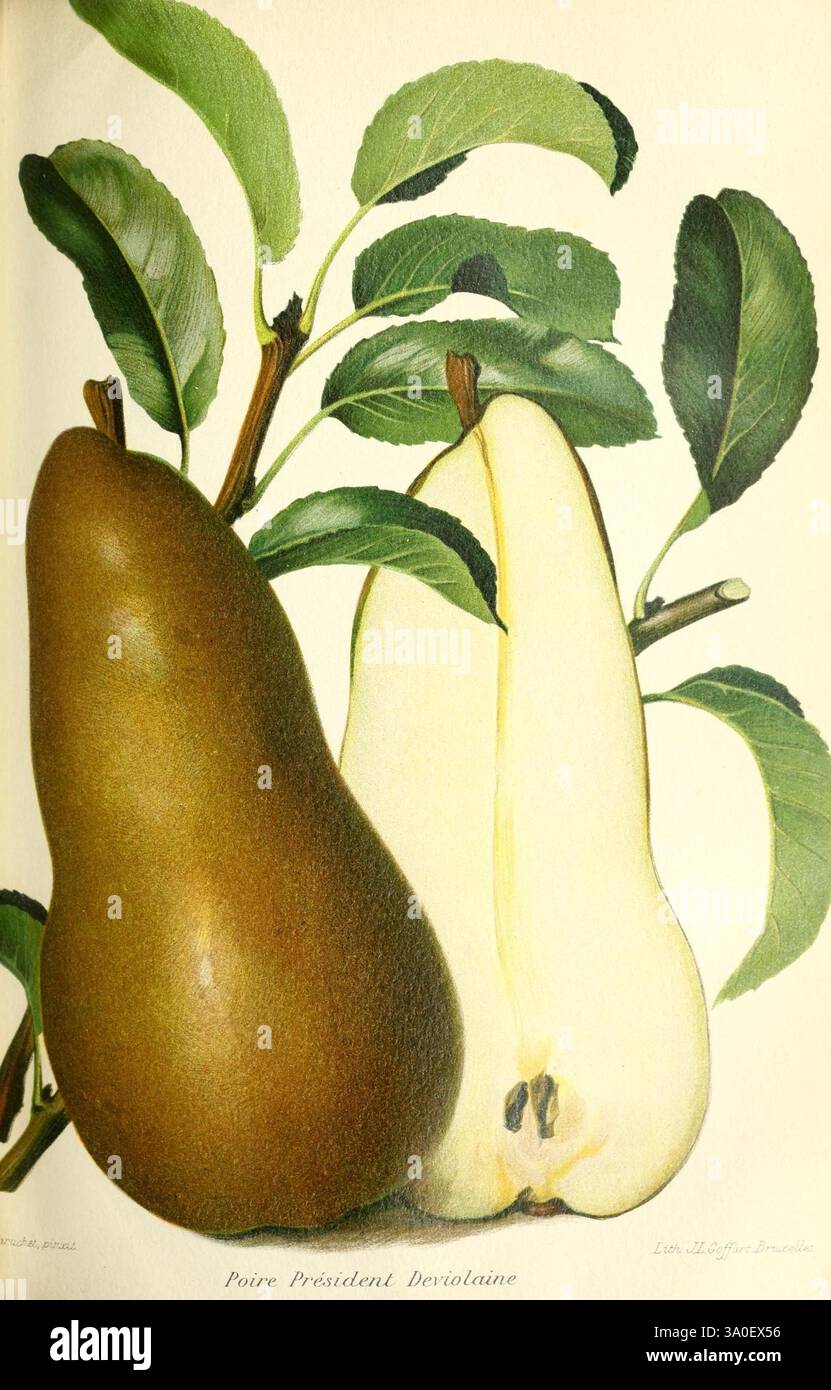 Two distinct varieties of pears set hi-res stock photography and images ...