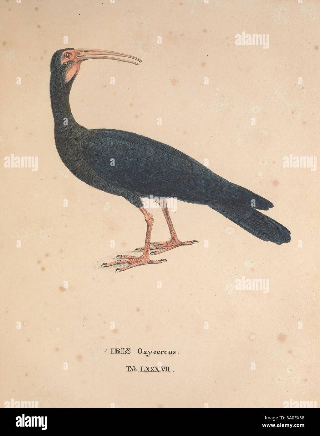 Striking combination of deep blacks hi-res stock photography and images ...