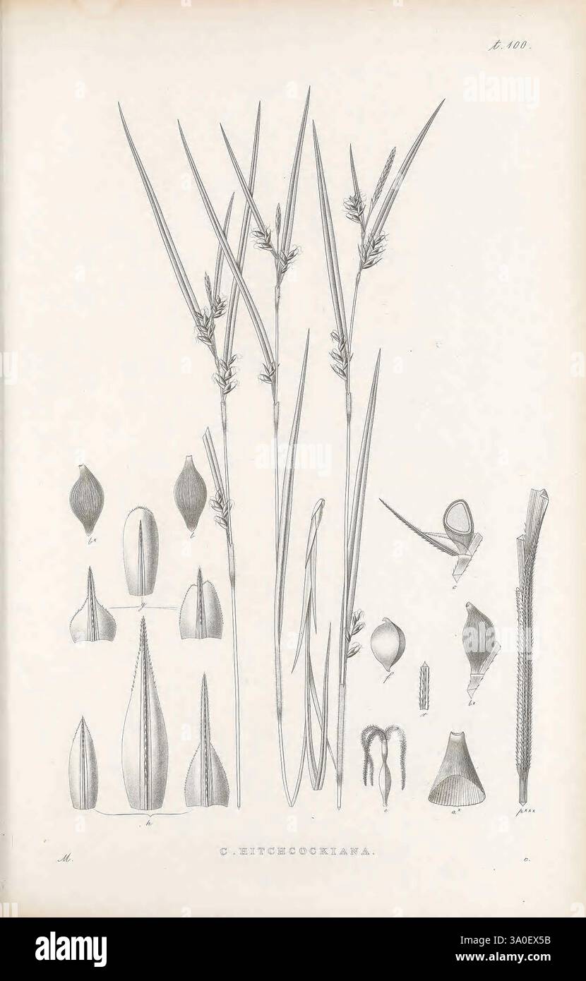Illustrations of the genus Carex, London, William Pamplin, 1858-1867 ...